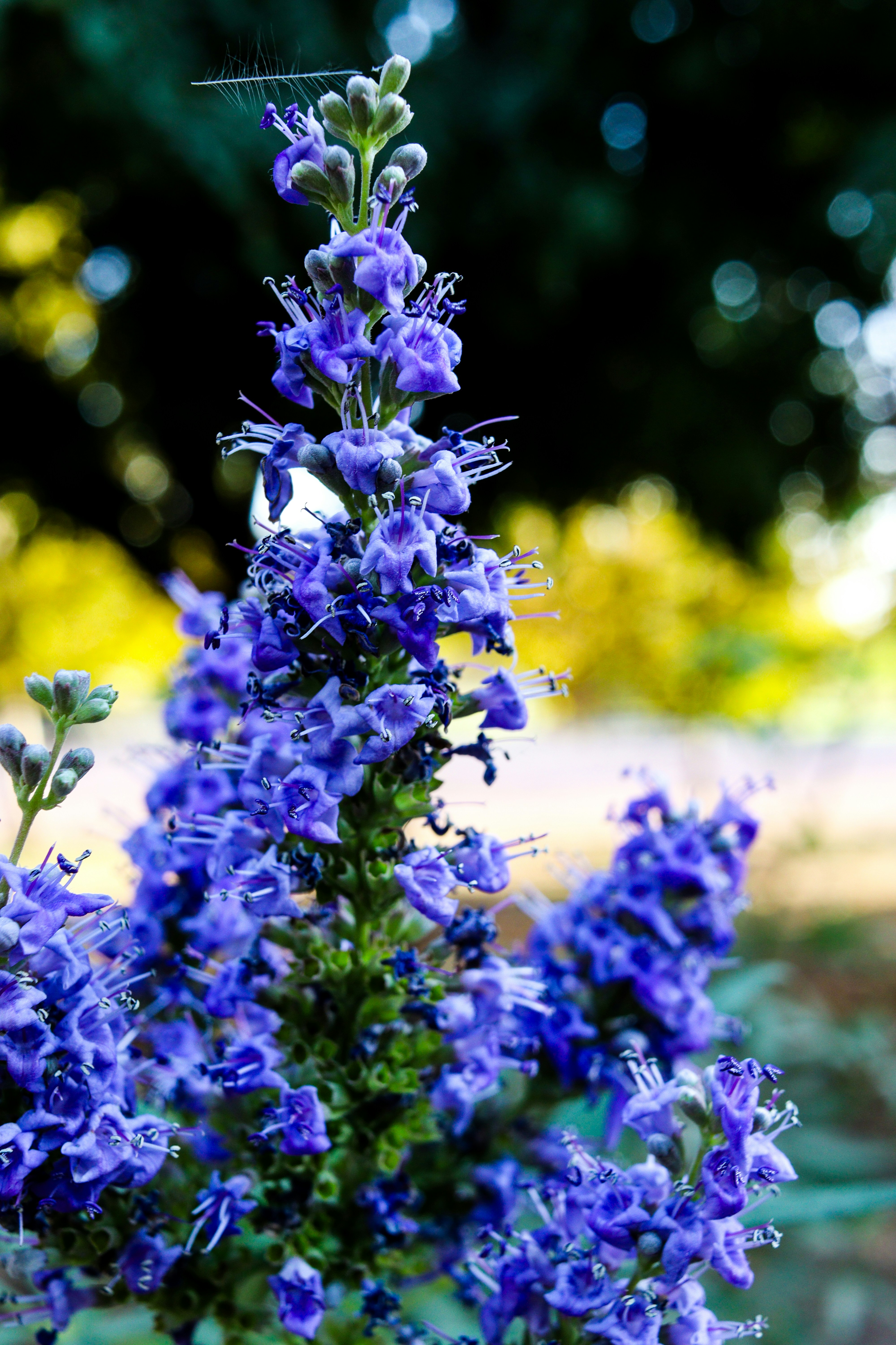 Indigo Crown: Close-Up Delphinium Spike Amid Dreamy Bokeh