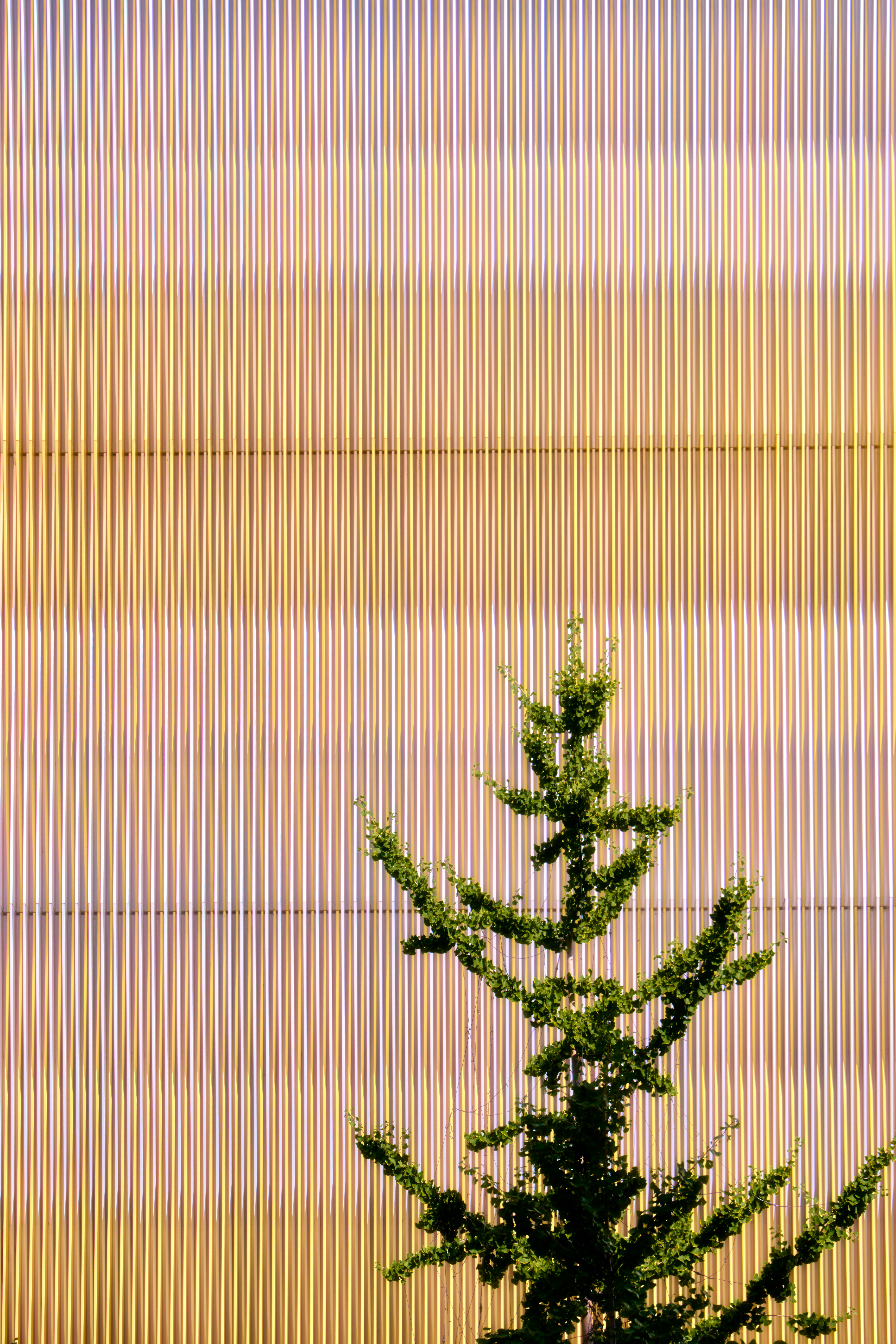 Emerald Branch Against Sunset-Stripes Corrugation