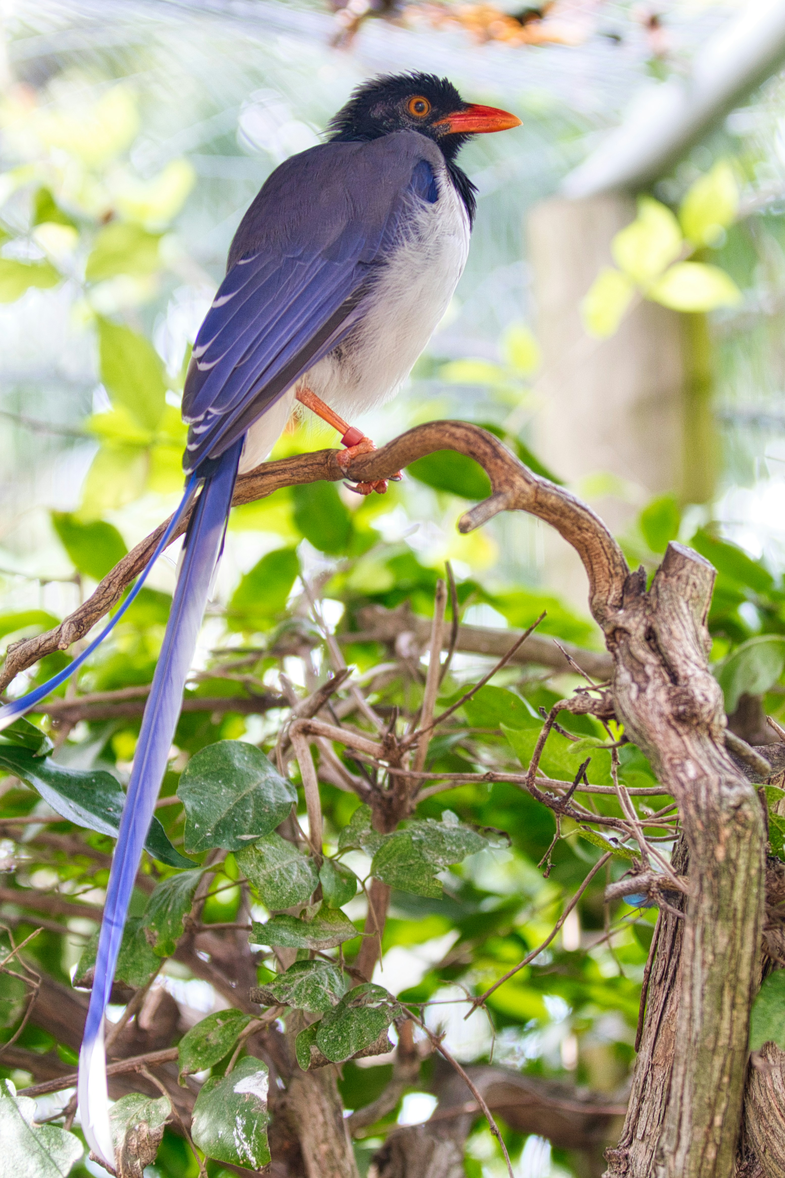 Red-Billed Blue Magpie