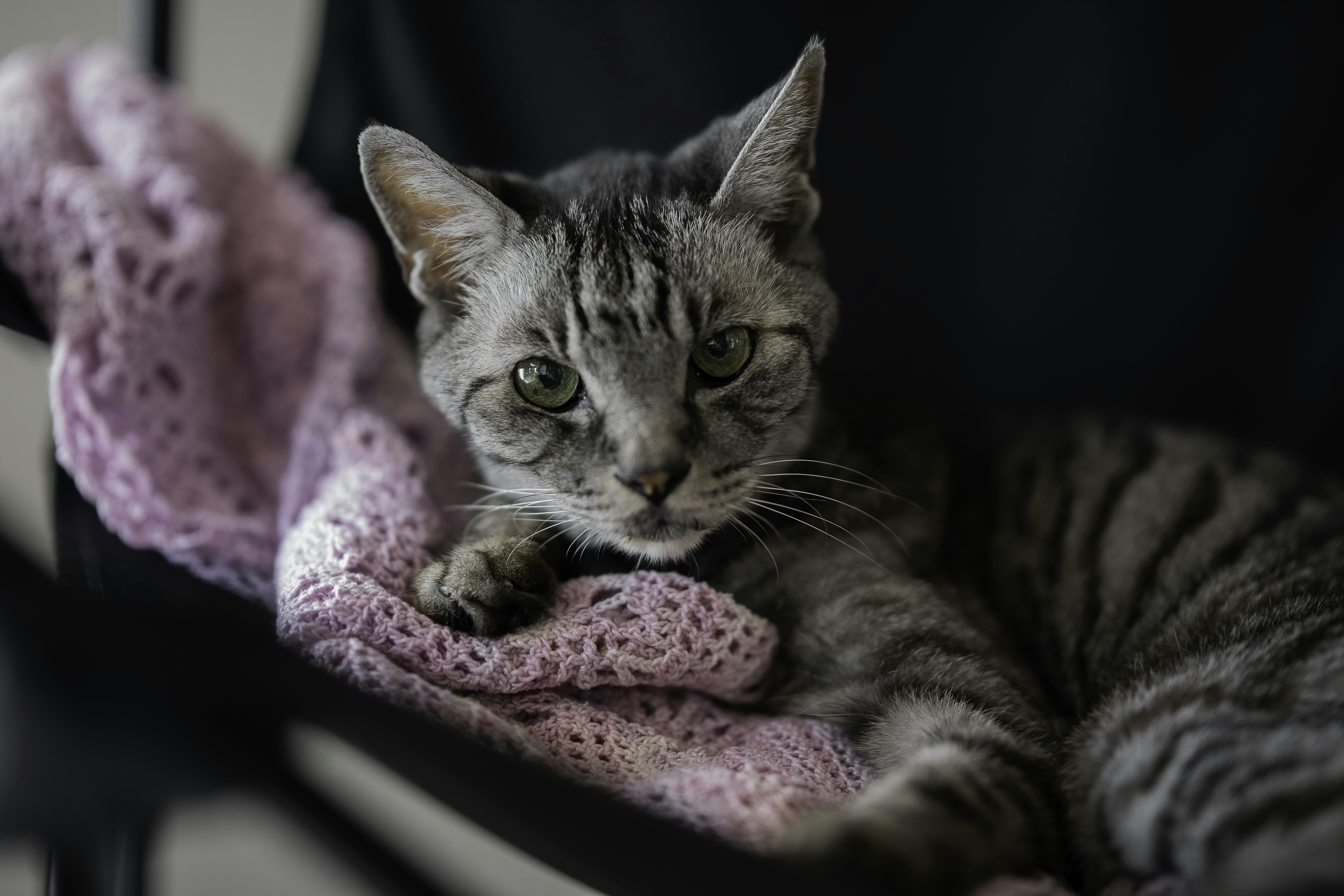 A tabby cat rests on a pink blanket.