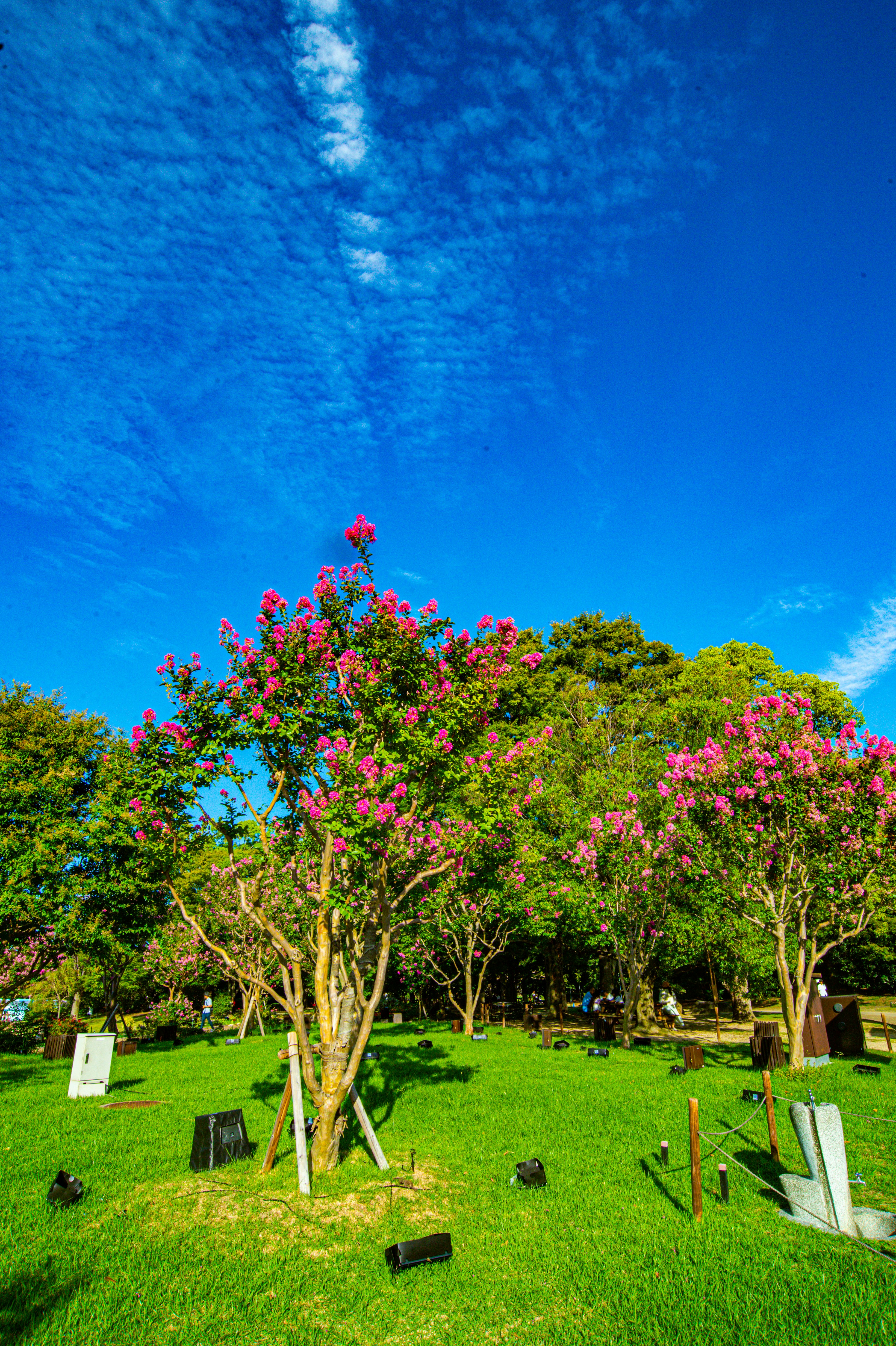 Whispers of Nature in a Serene Oasis