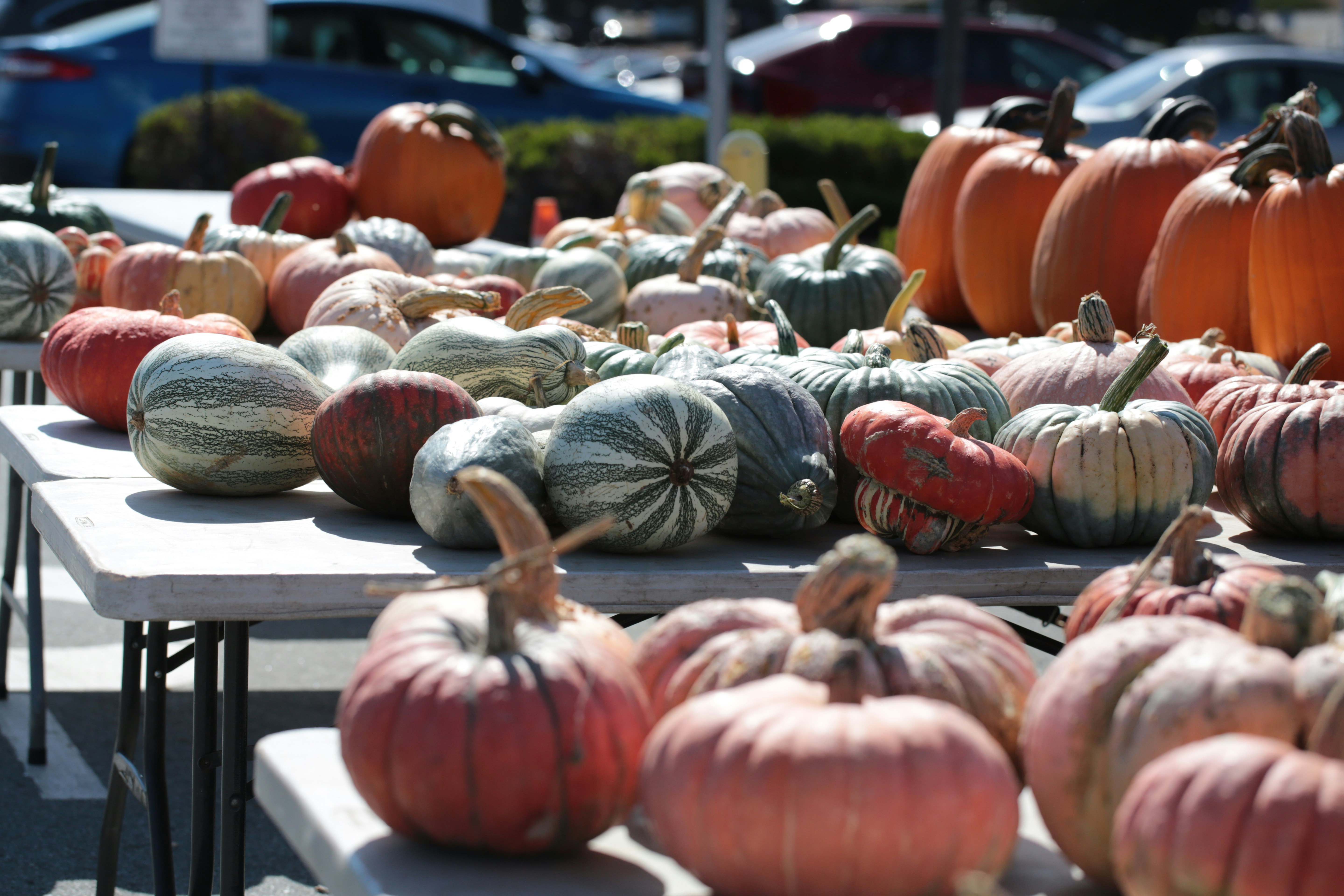 Assortment of colorful pumpkins and gourds displayed on tables.