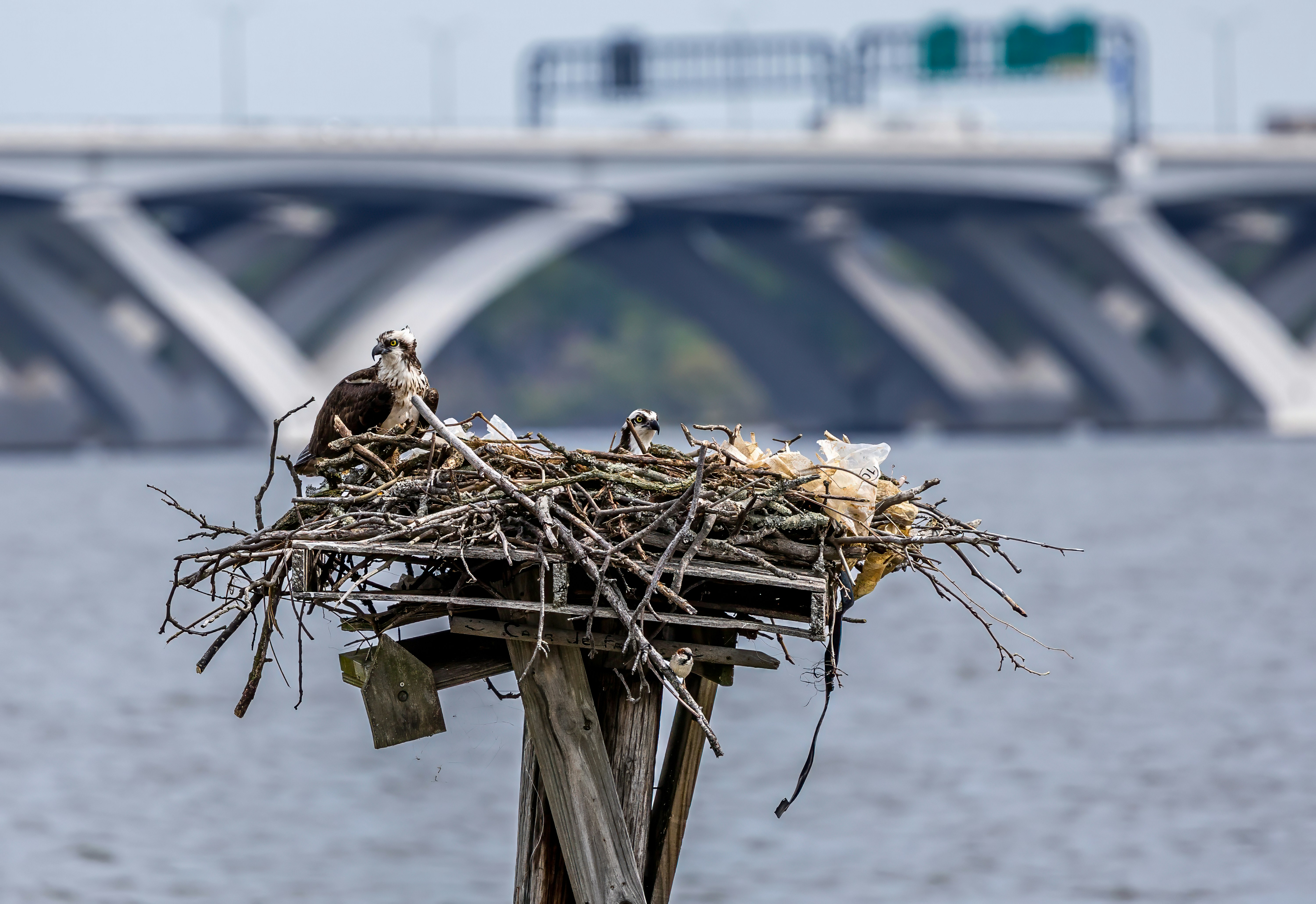 Dyke Marsh is one of the largest remaining freshwater tidal wetlands in the Washington metropolitan area. Its 485 acres of tidal marsh, floodplain, and swamp forest can be explored by boat or on foot. | Two ospreys sit in a large nest by the water.