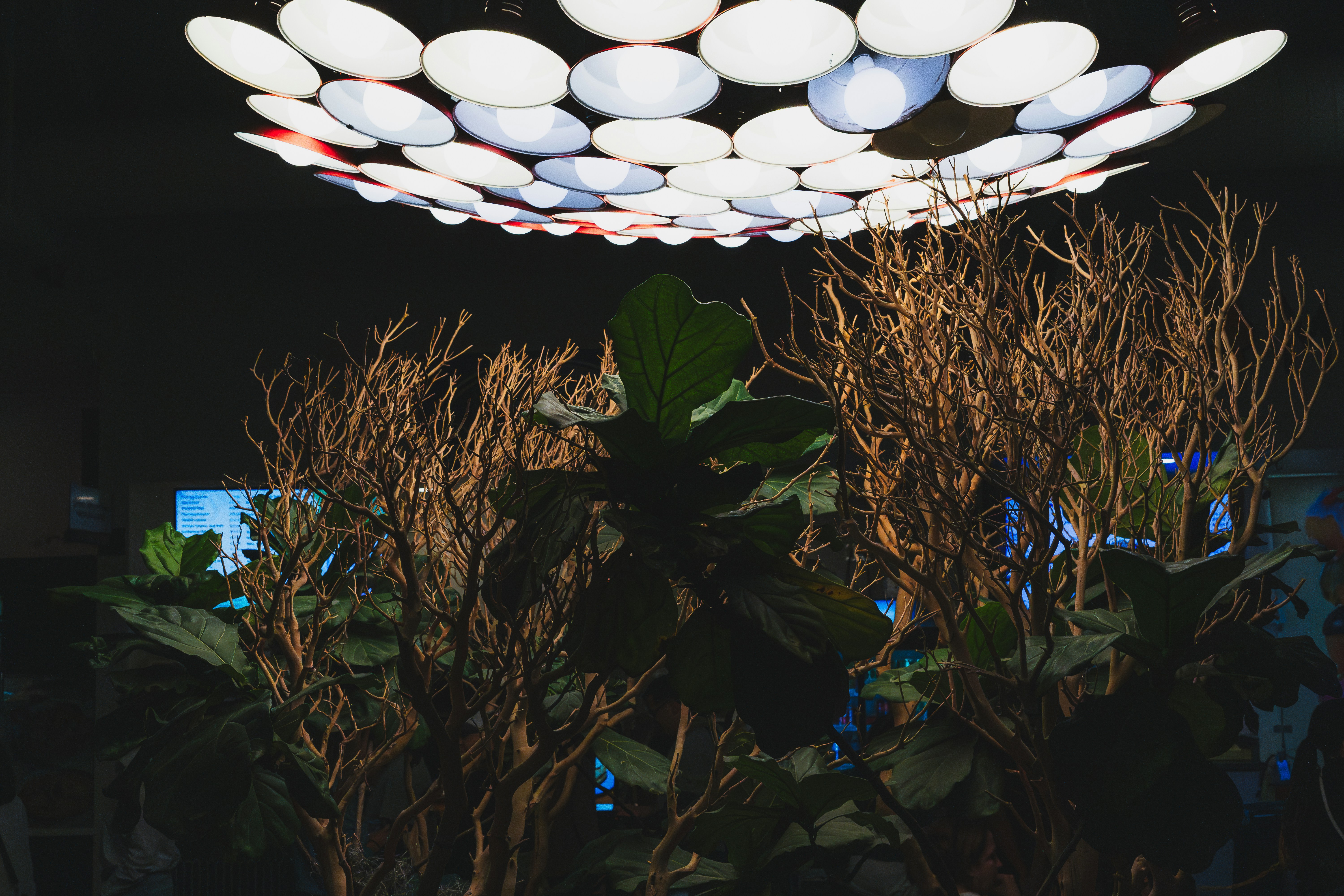 Illuminated Canopy: Nature Meets Modern Design