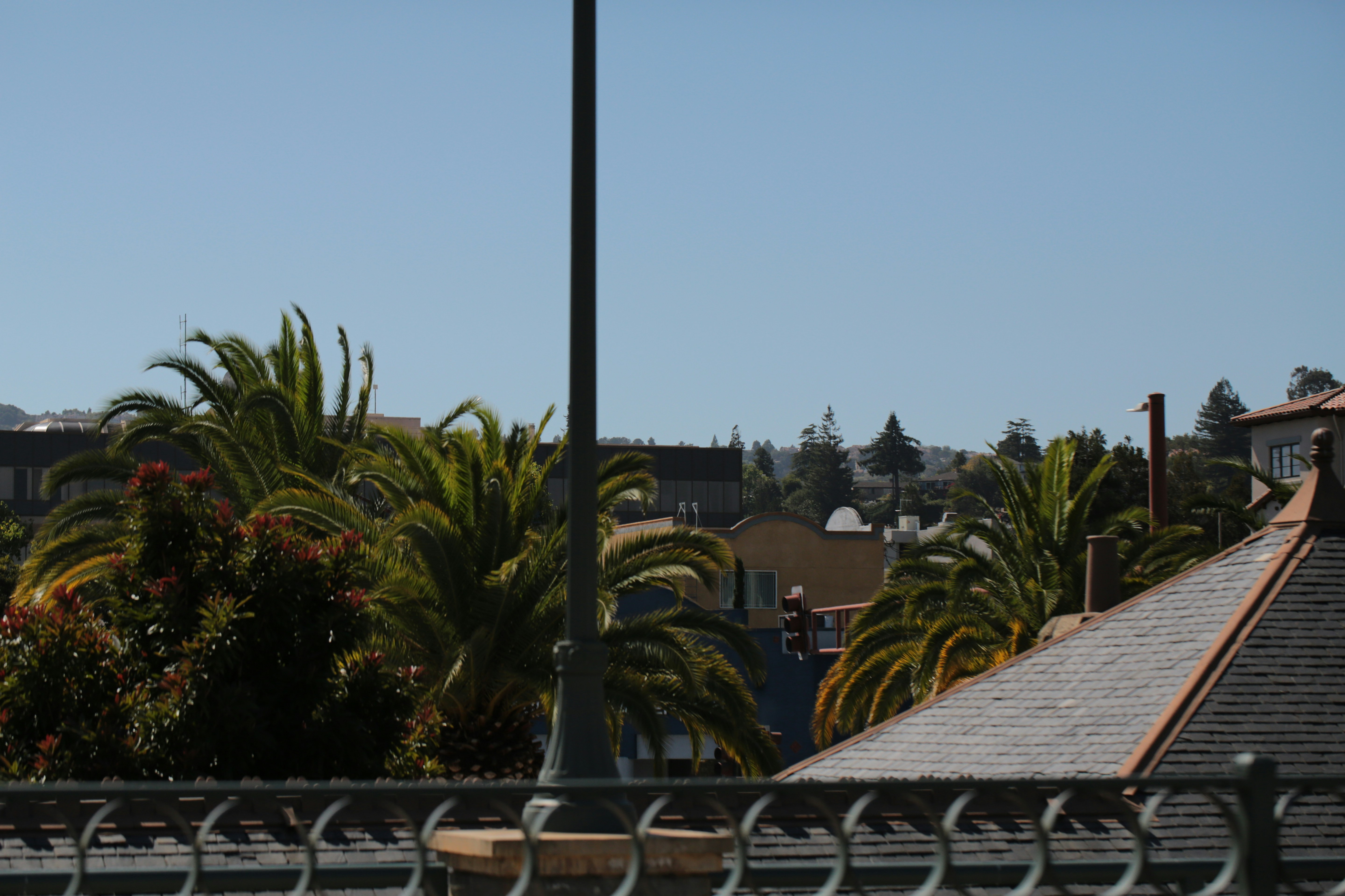 Palm trees and rooftops under a clear blue sky.