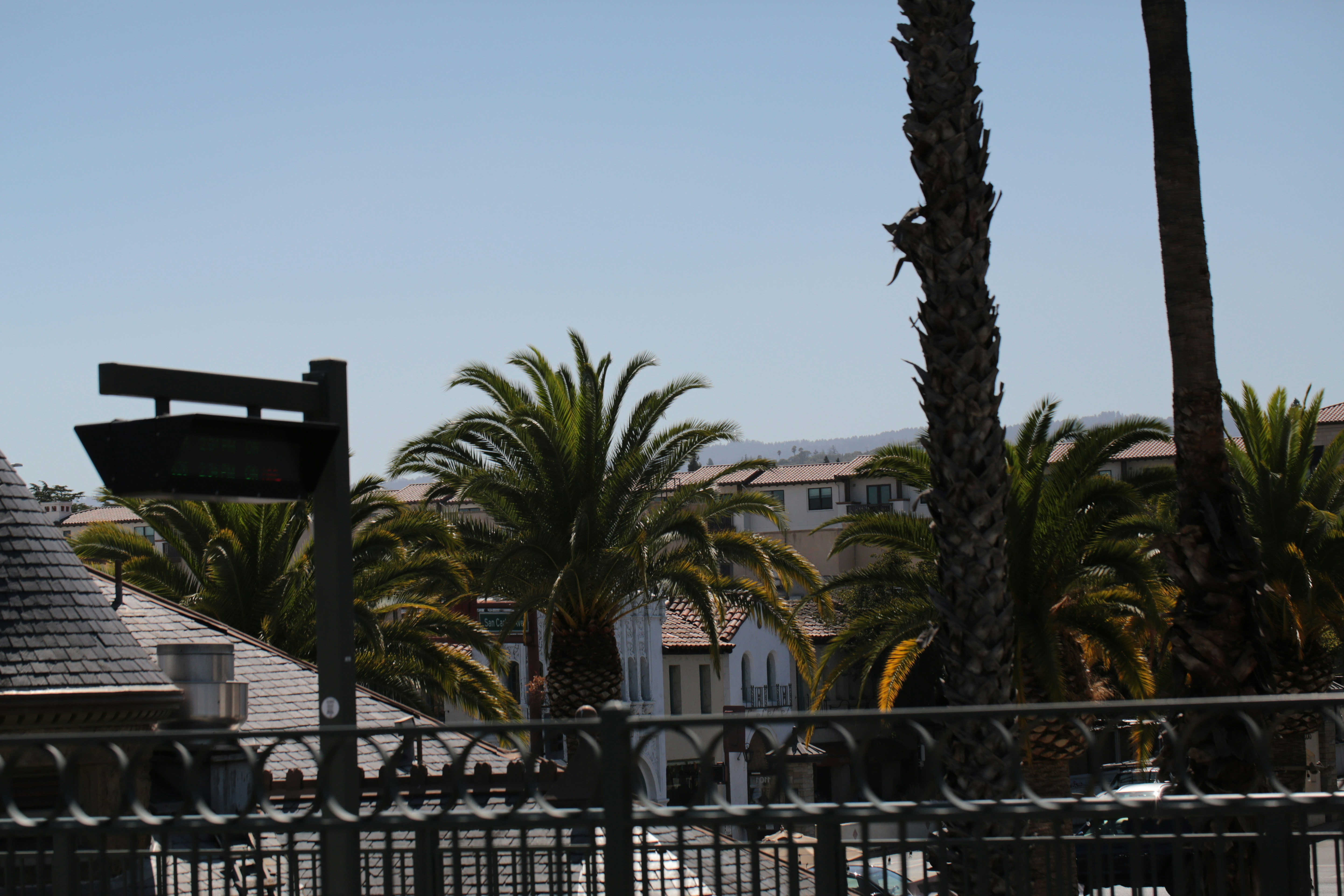 Palm trees in front of buildings under a clear sky