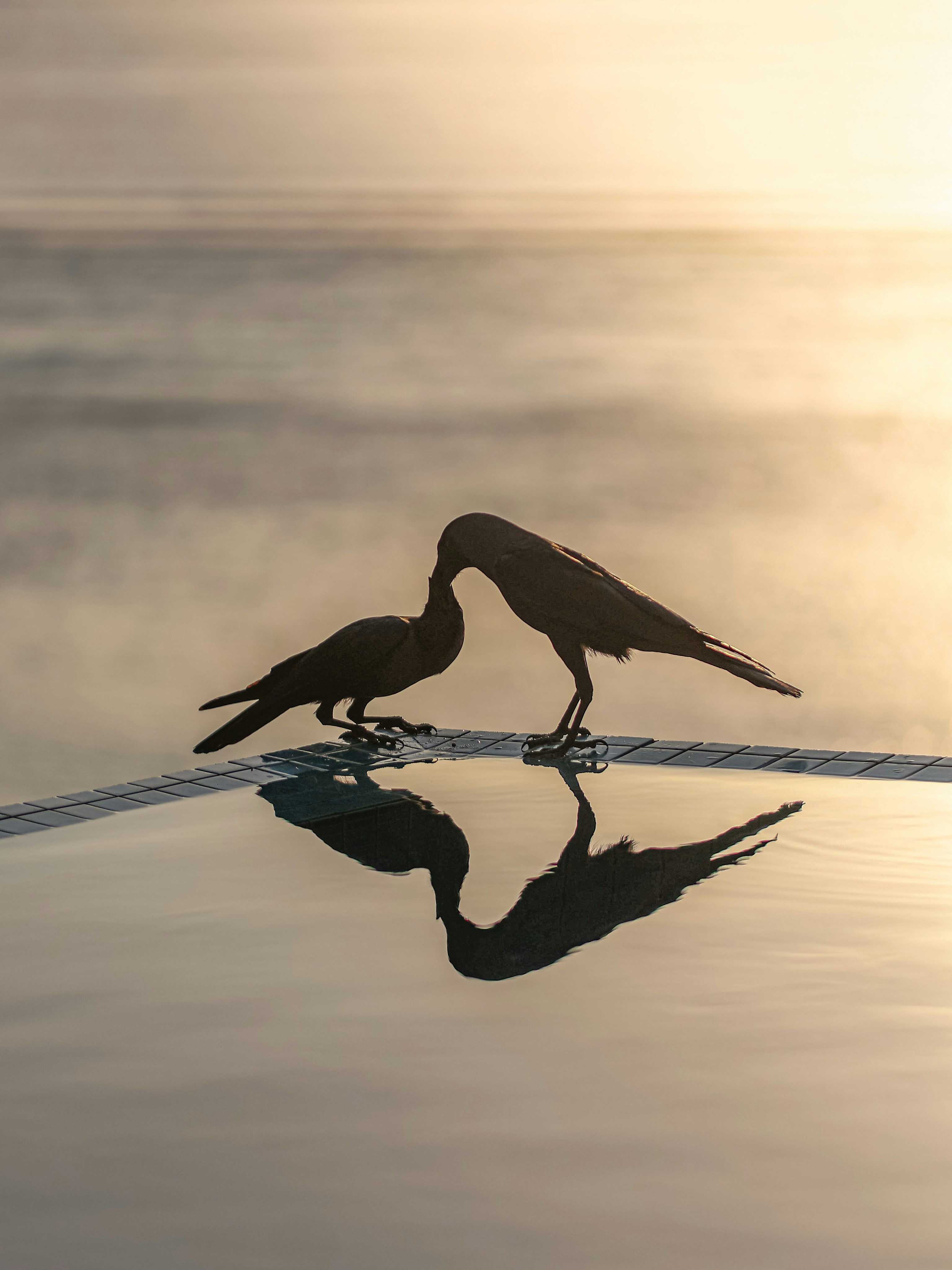 Two crows feeding each other by the water