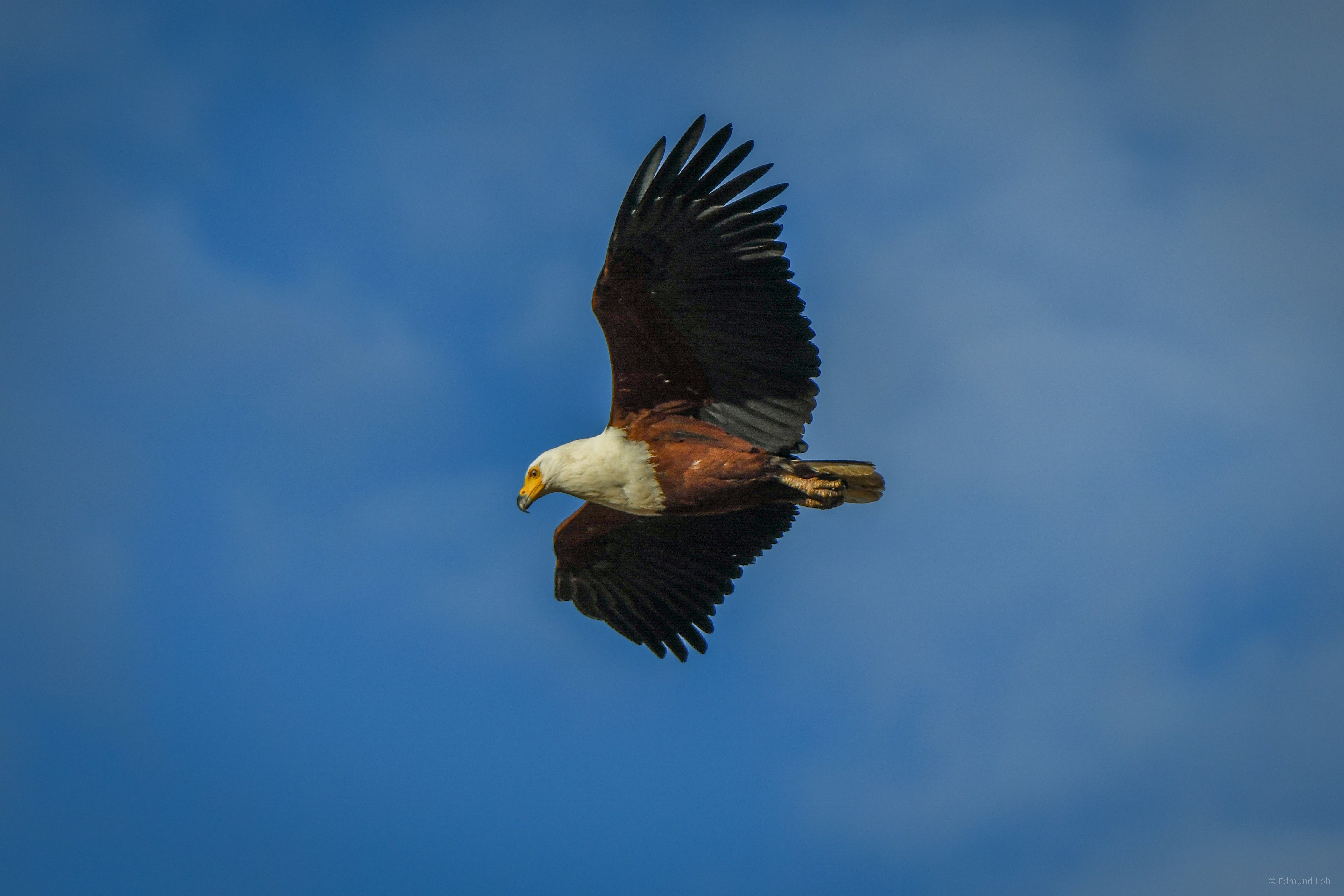 African fish eagle in flight against blue sky