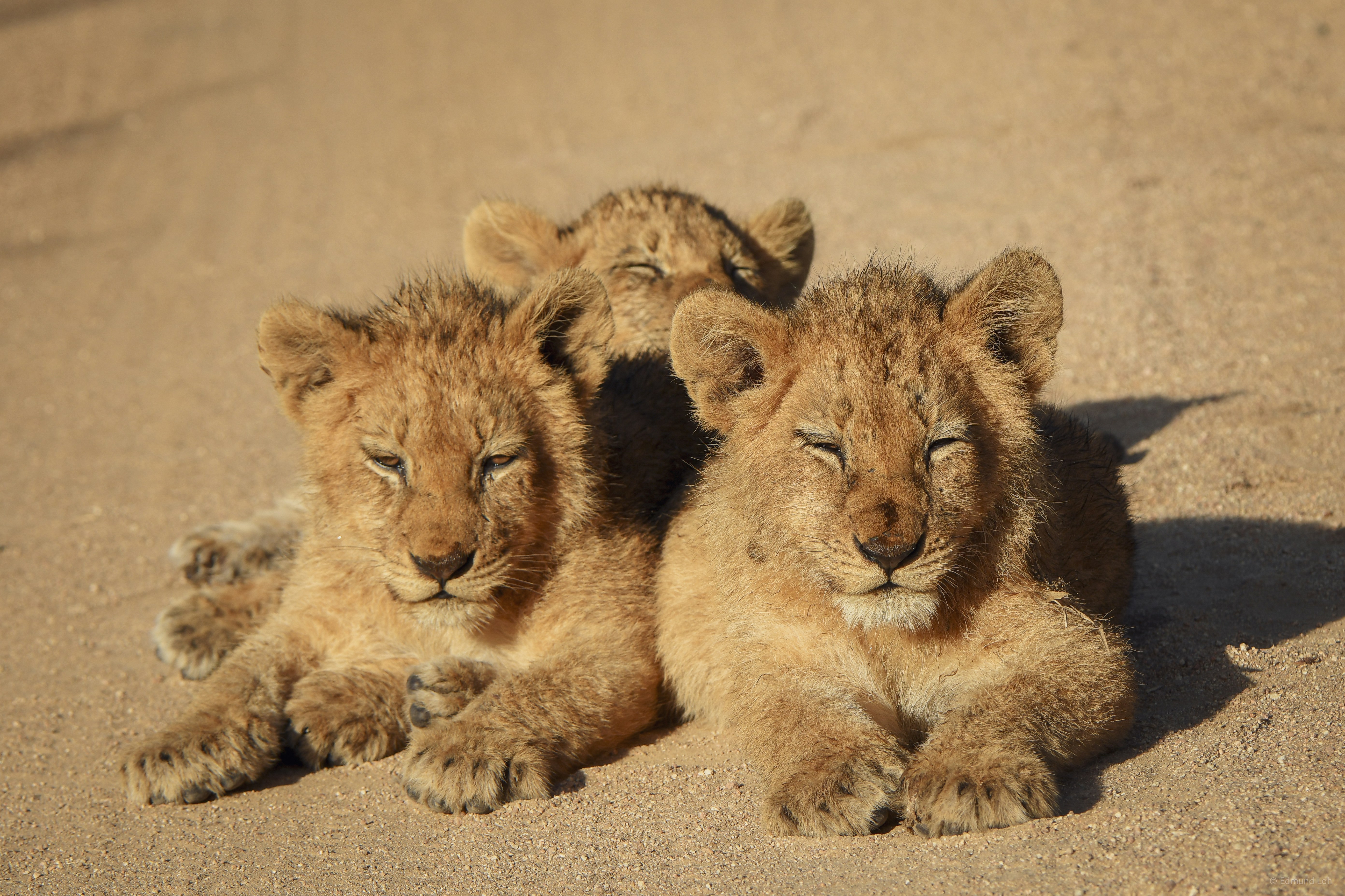 Three lion cubs resting closely together on sandy ground, showcasing their playful yet serene nature.