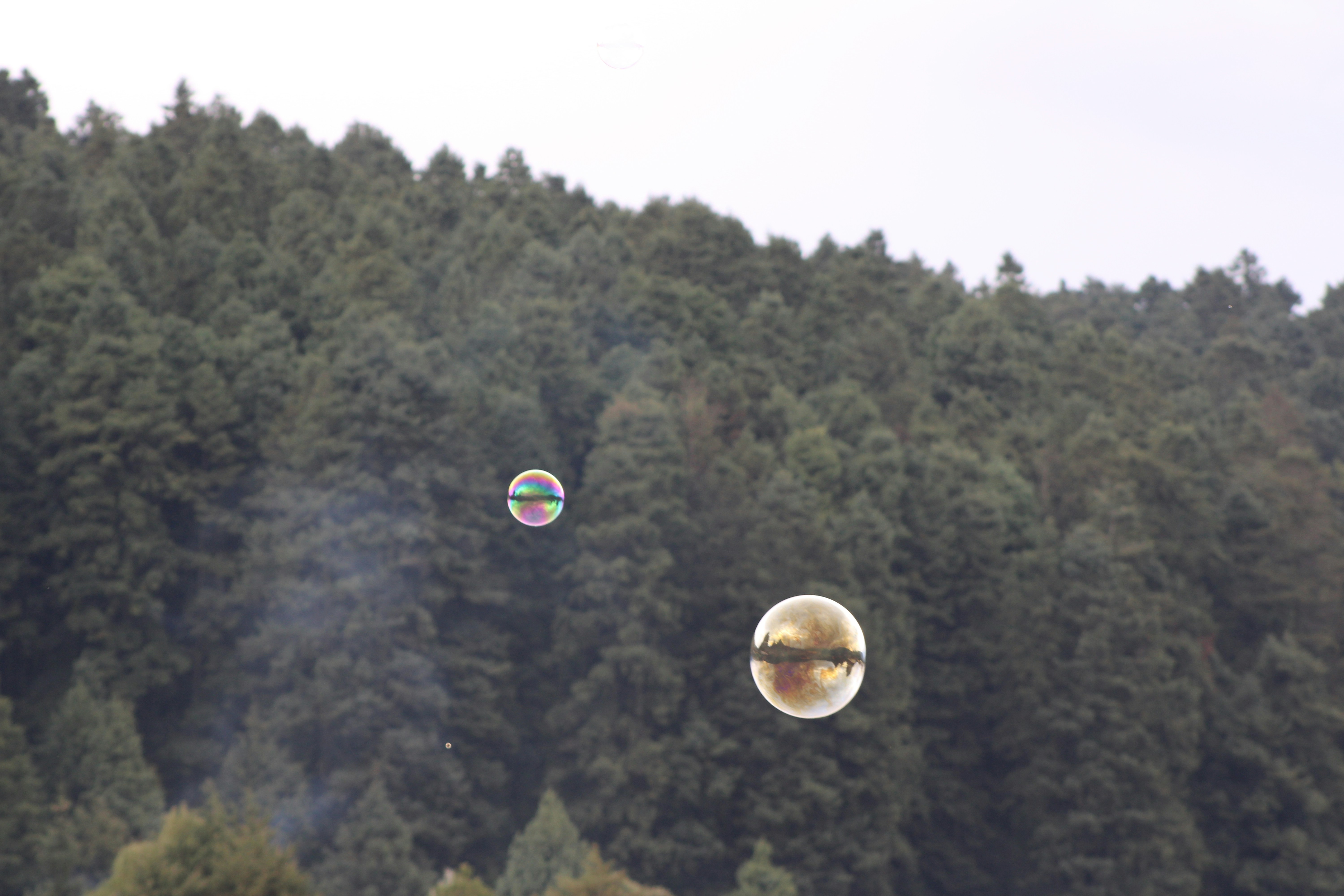 Whispers of Reflection: Bubbles in Nature's Embrace