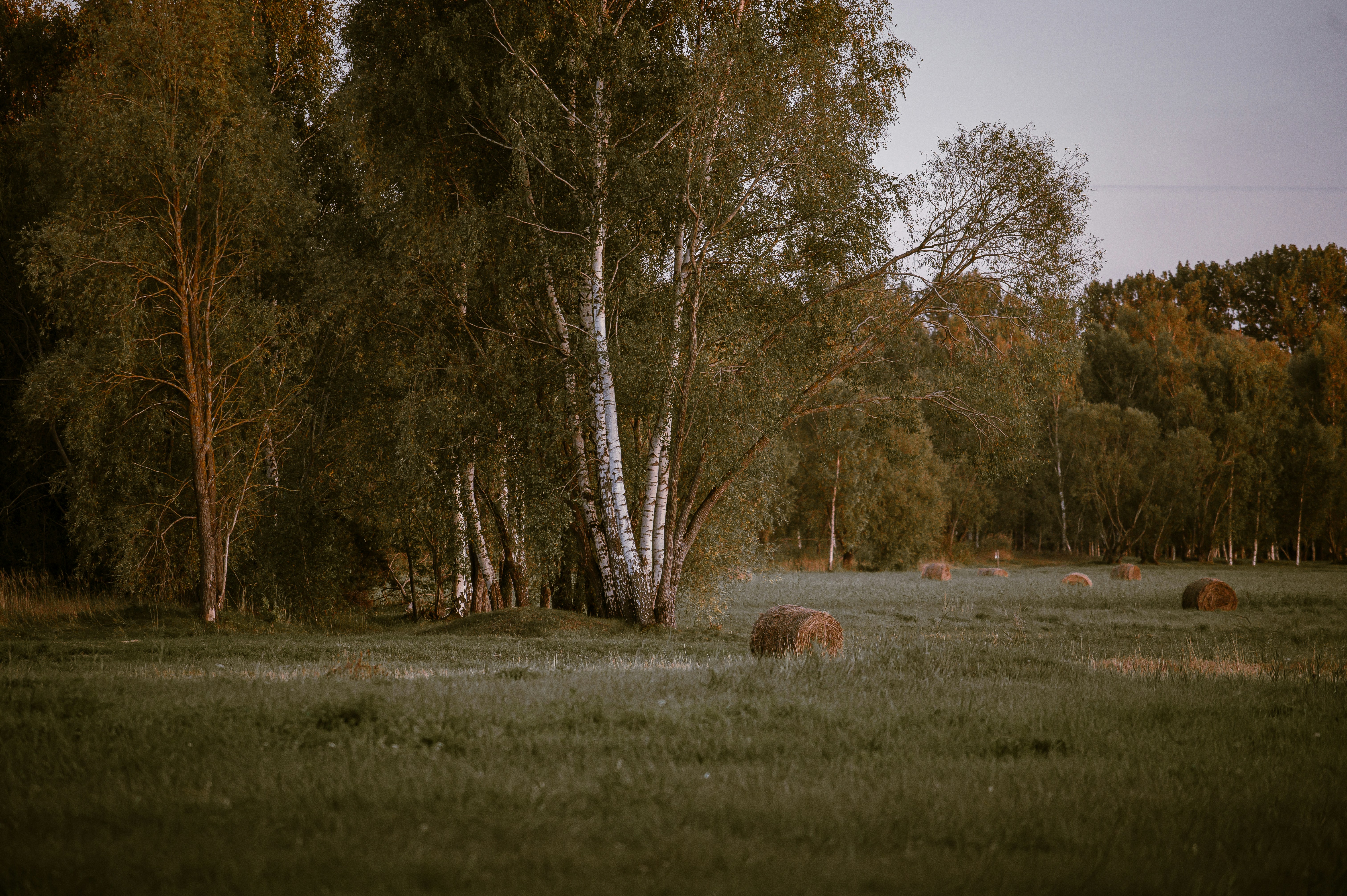 Hay bales in a grassy field with trees