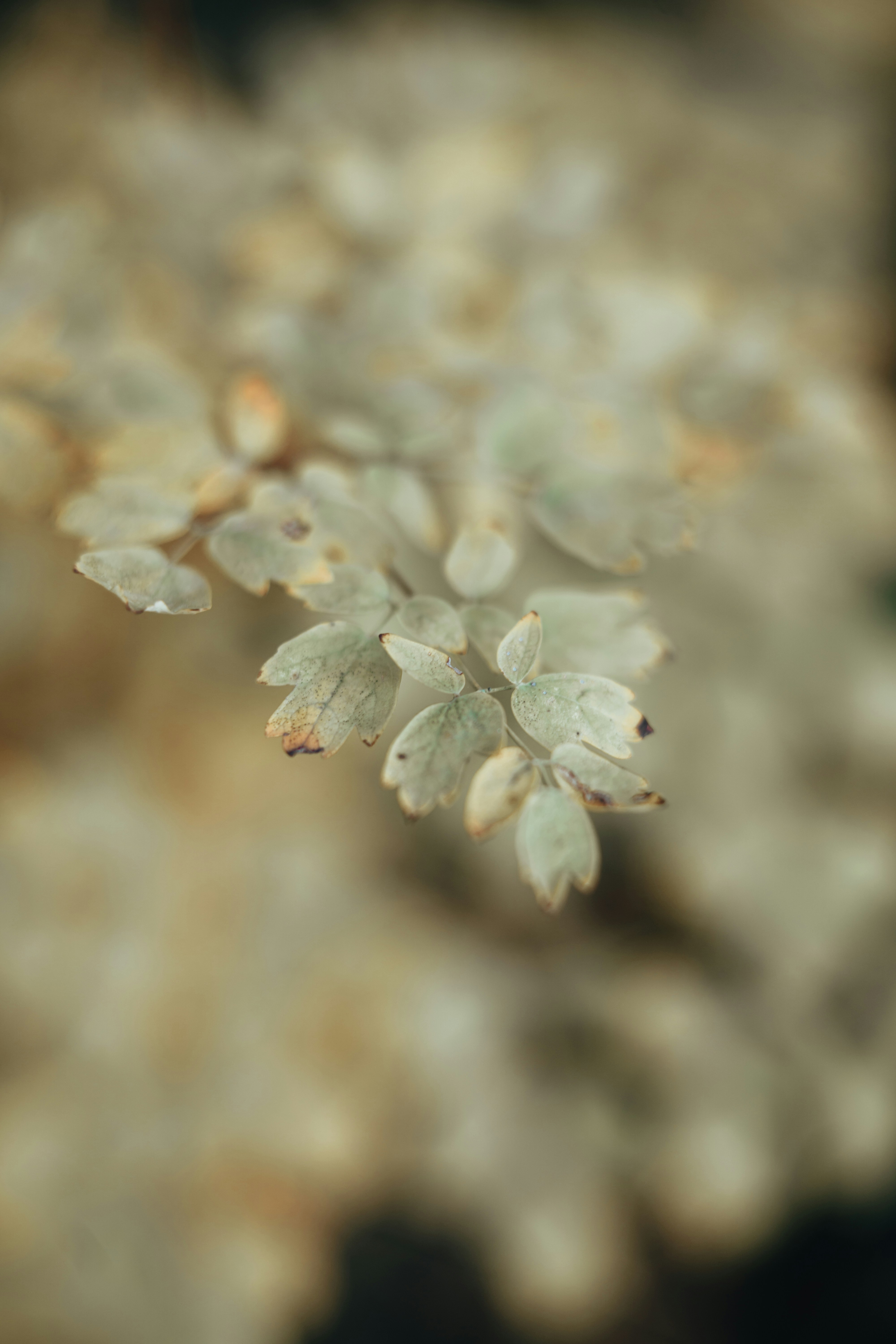 Whispers of Nature: A Leaf's Quiet Elegance