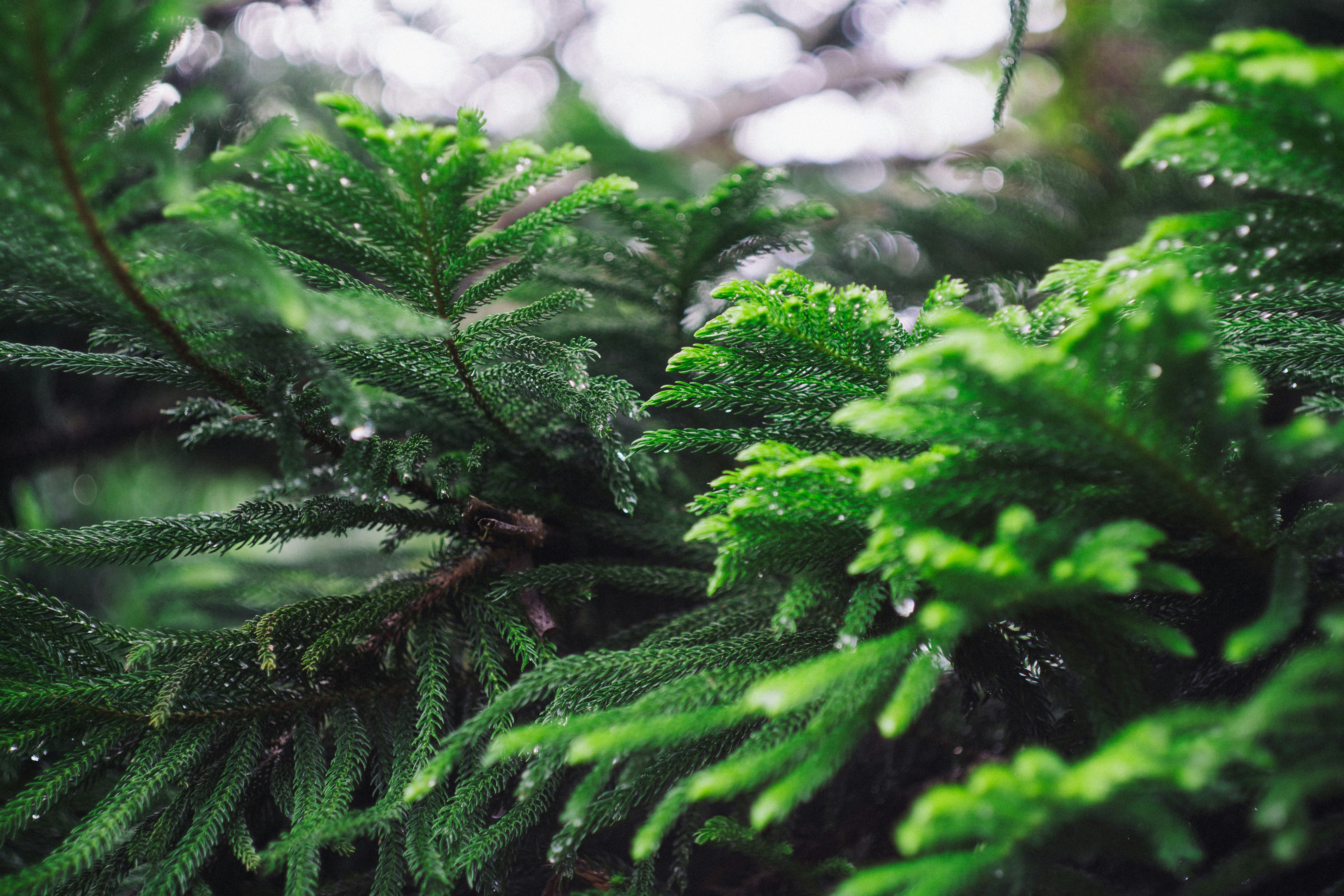 Whispers of the Forest: A Close-Up on Nature's Texture