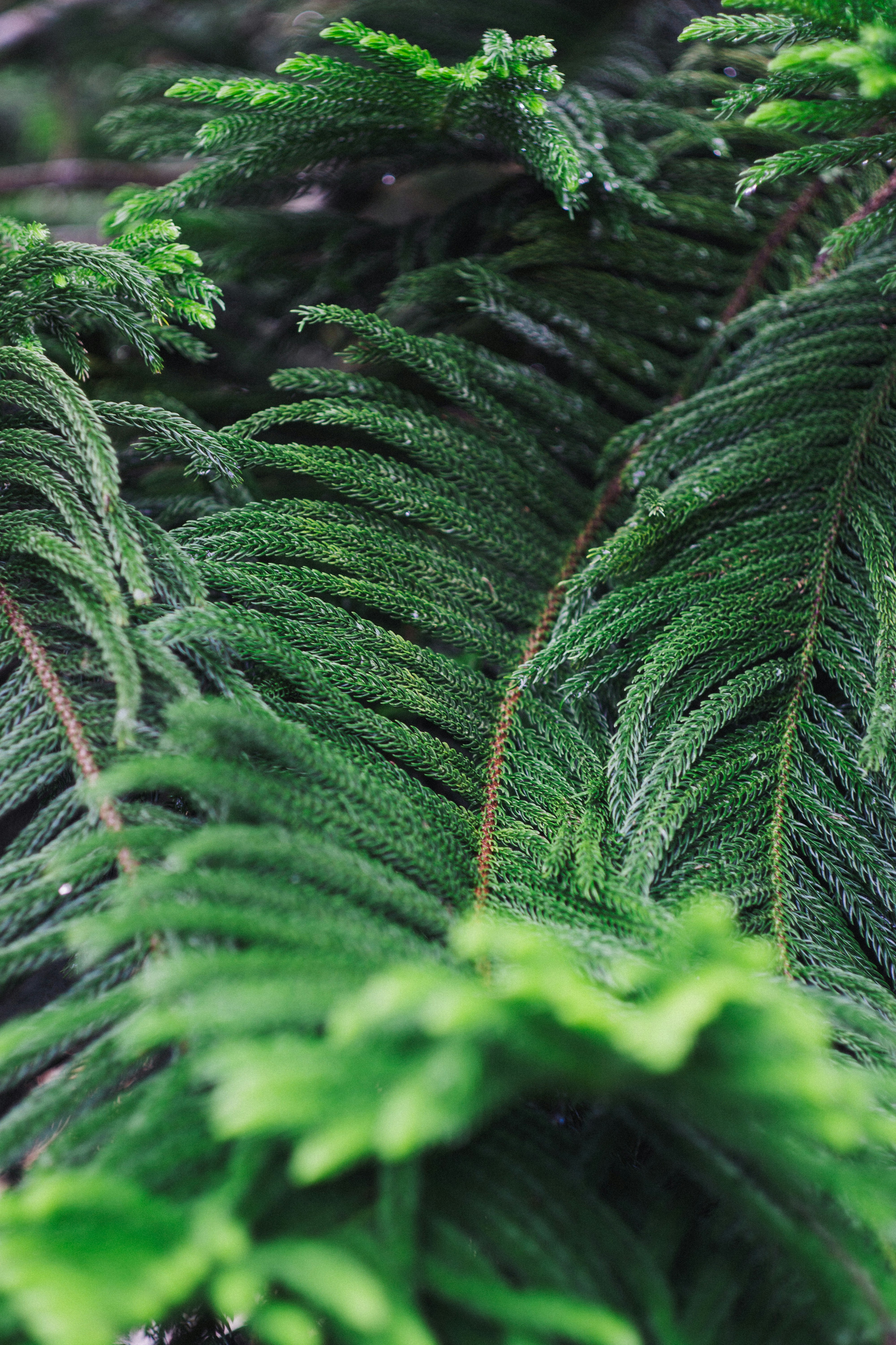 Intricate details of lush green foliage showcasing the delicate structure of fern-like leaves. Perfectly captures the essence of nature's design.