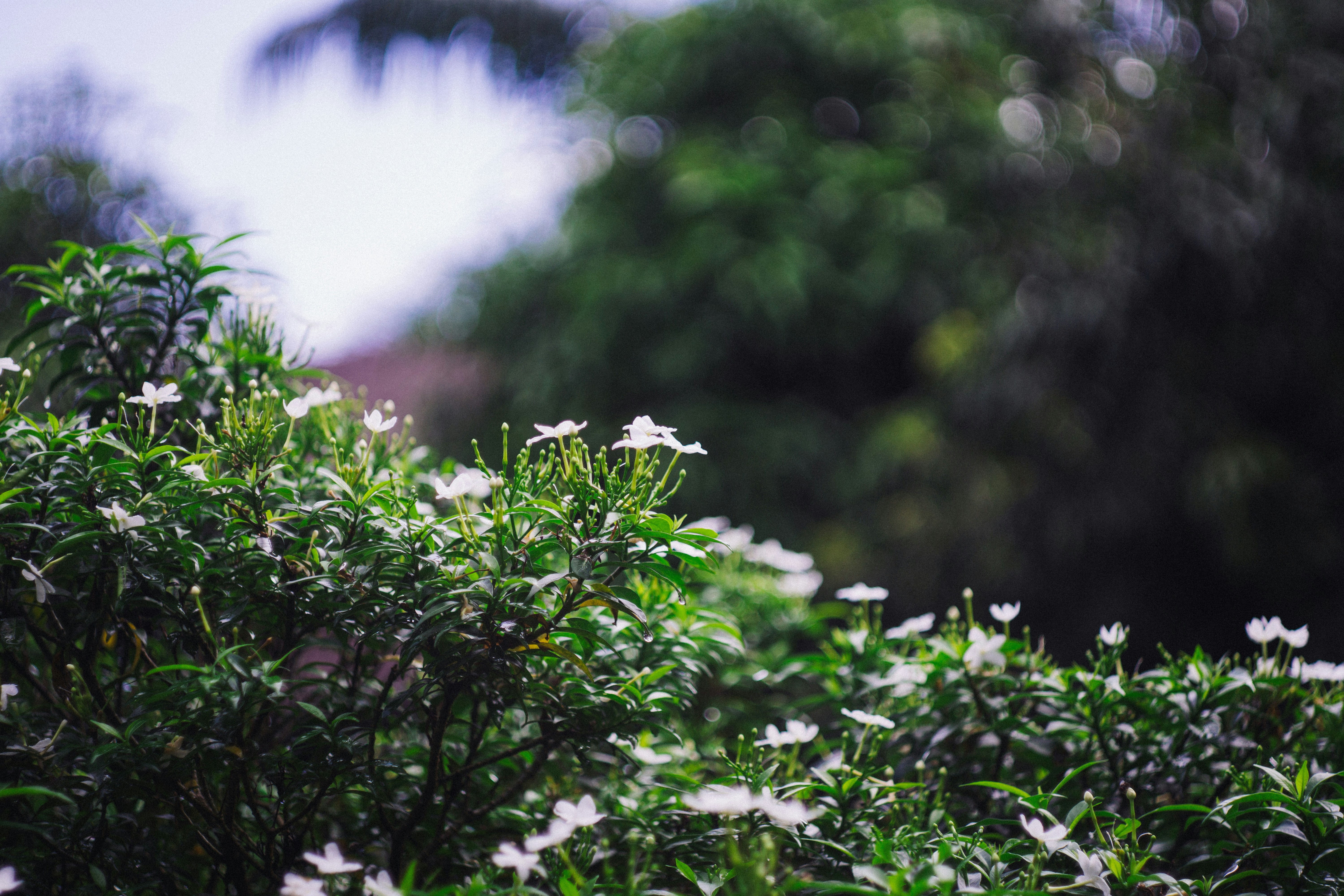 Whispers of Nature: A Floral Embrace