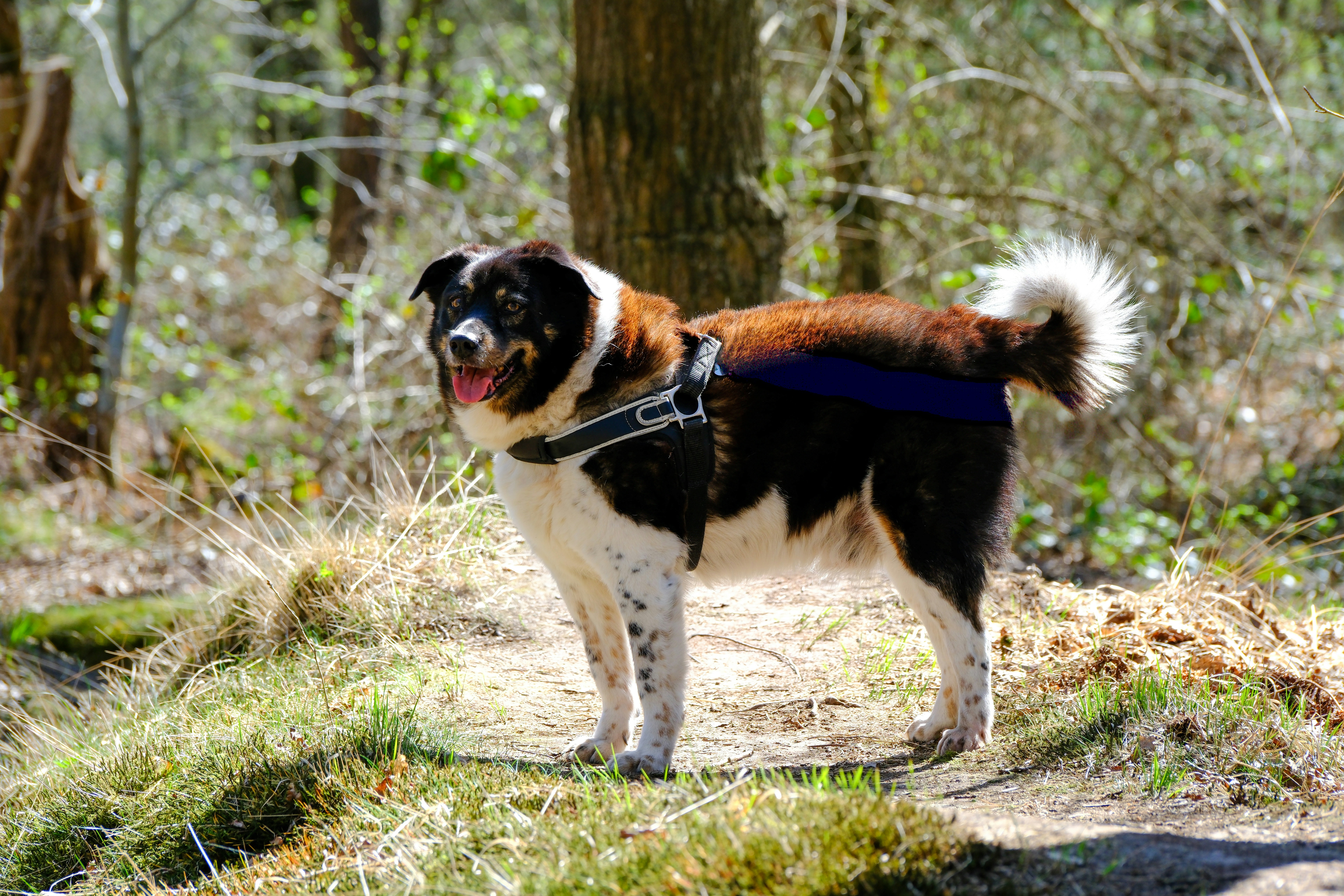 A dog wearing a harness in a forest.