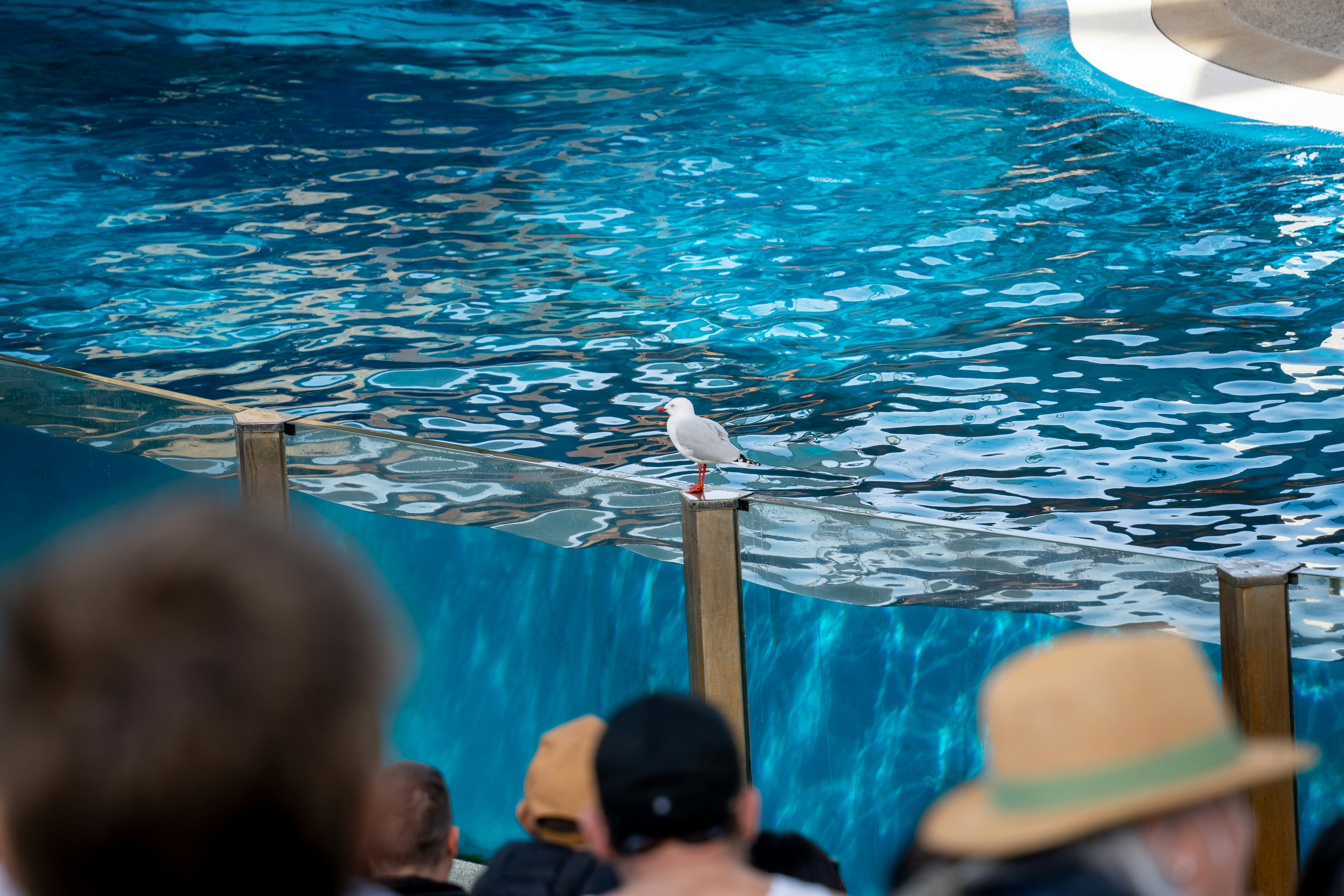 A Moment of Serenity Amidst the Crowd