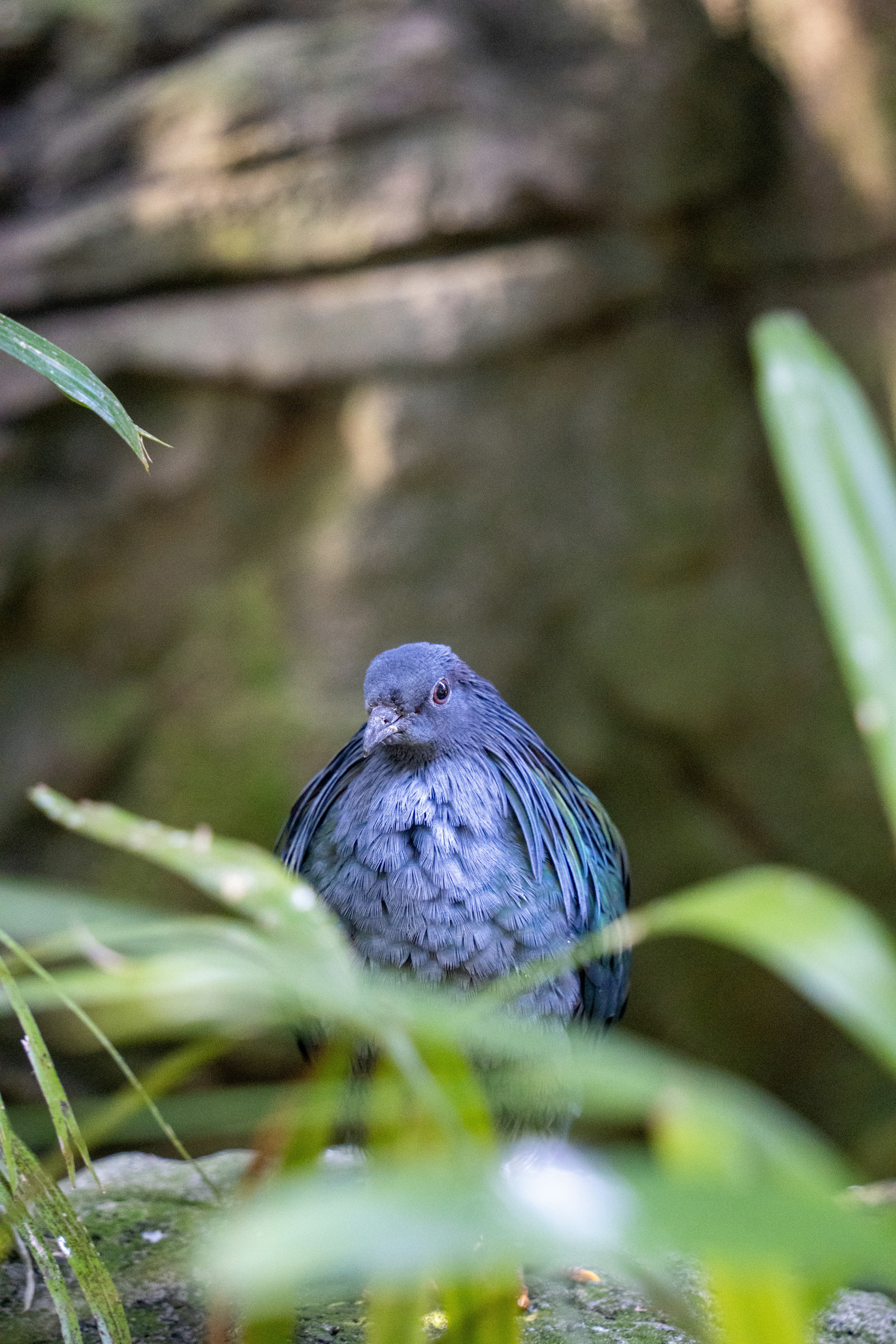 A nicobar pigeon sits amongst green foliage.
