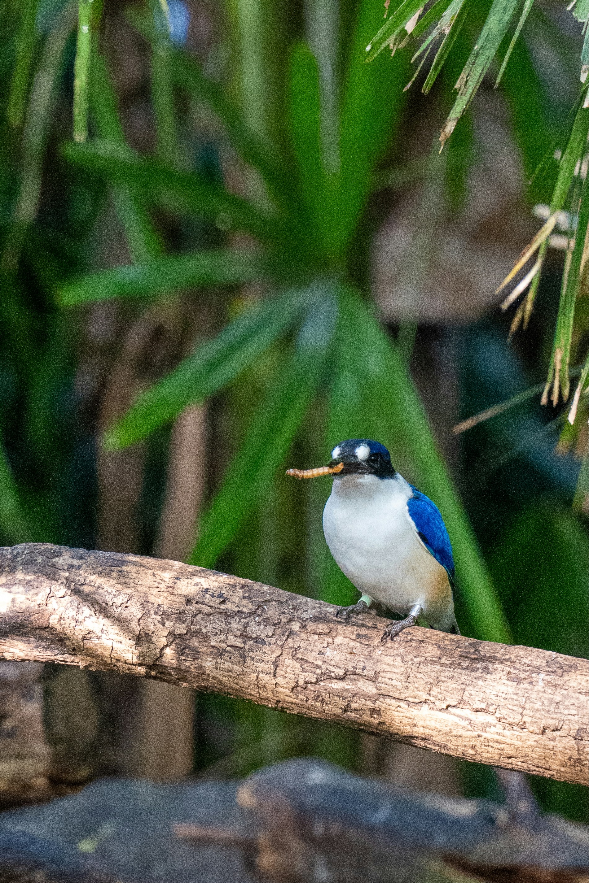Perched in Paradise: A Glimpse of Nature's Palette