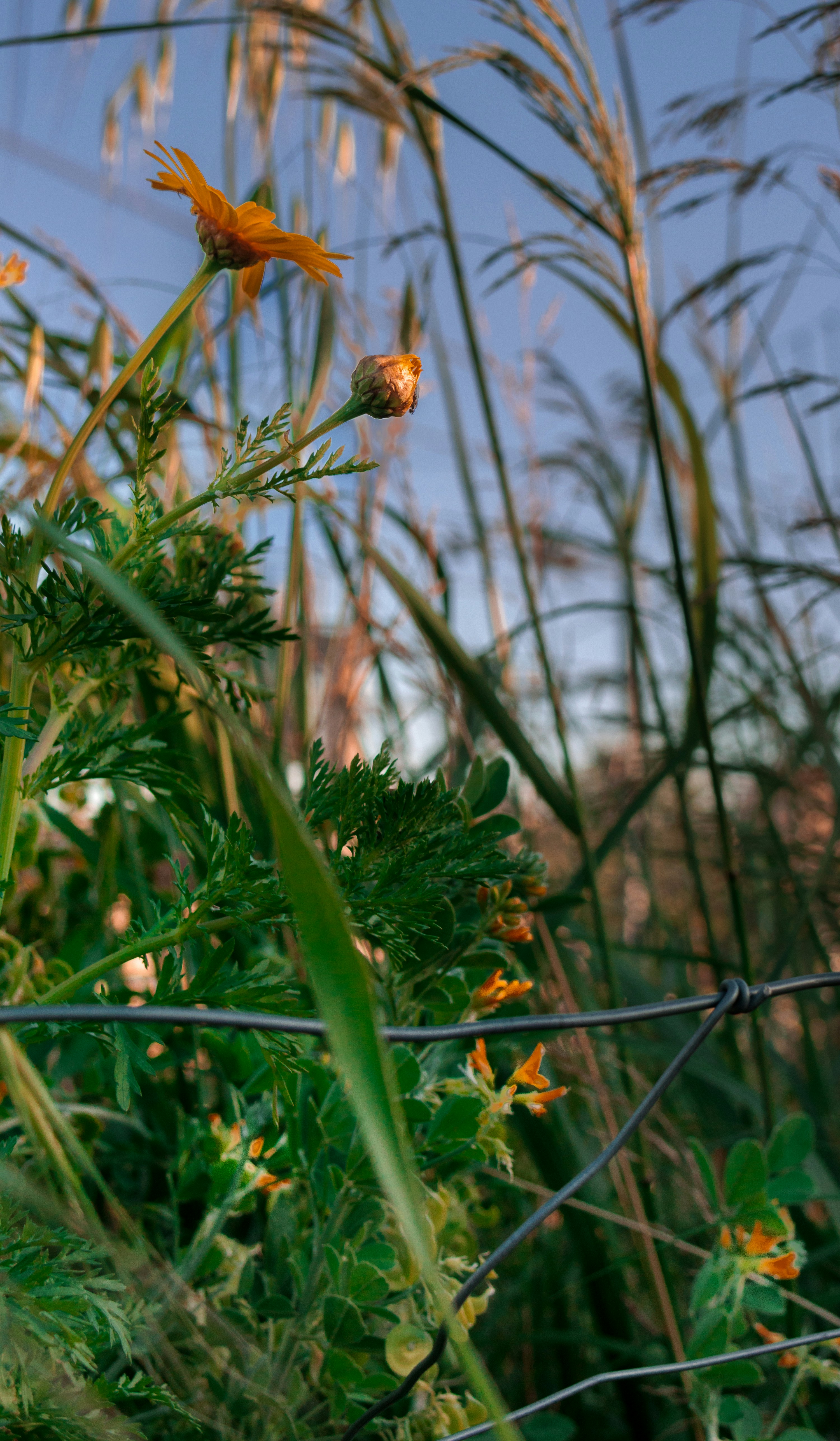 Orange wildflowers bloom near tall grass and fence.