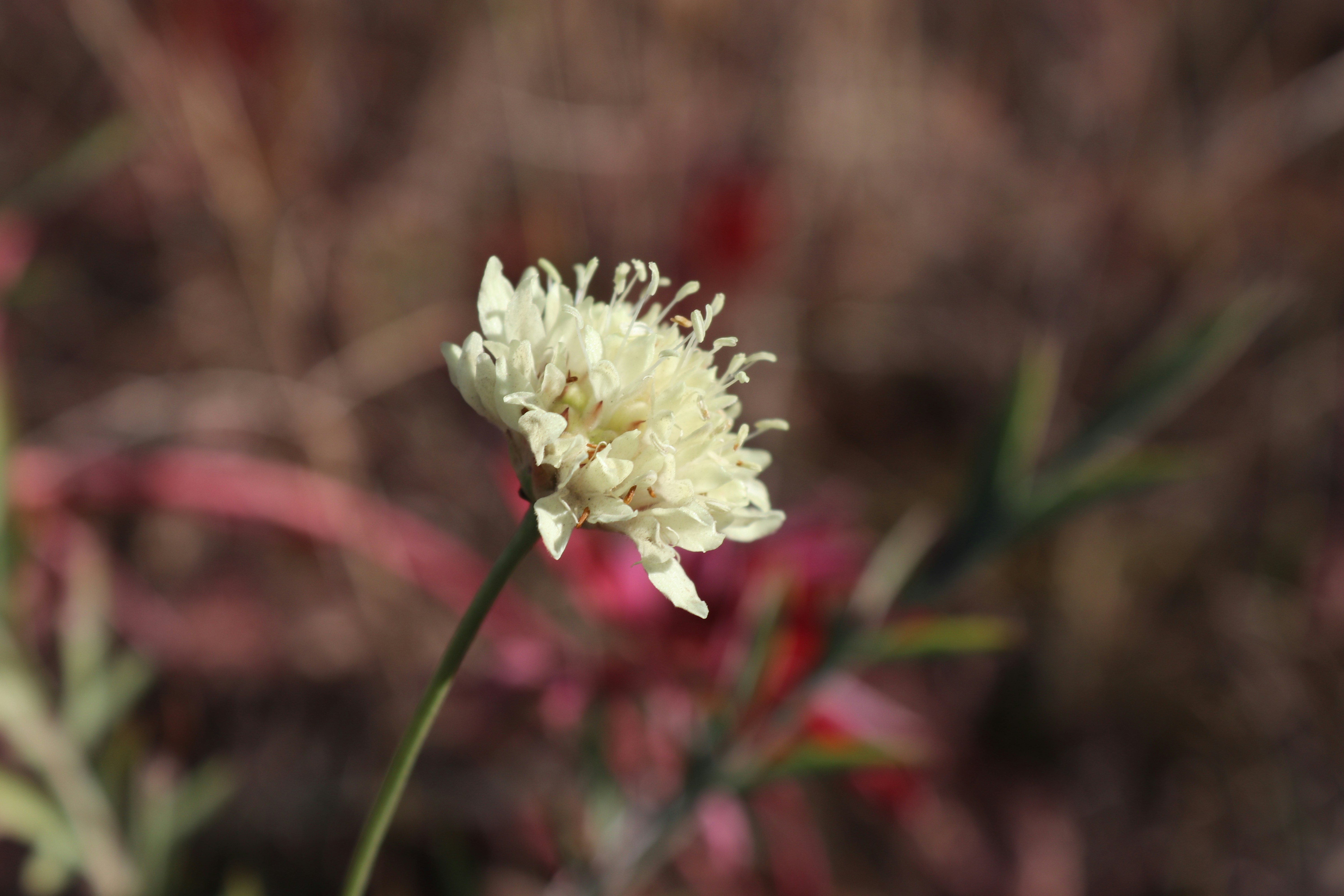 Solitary White Bloom in Velvet Bokeh