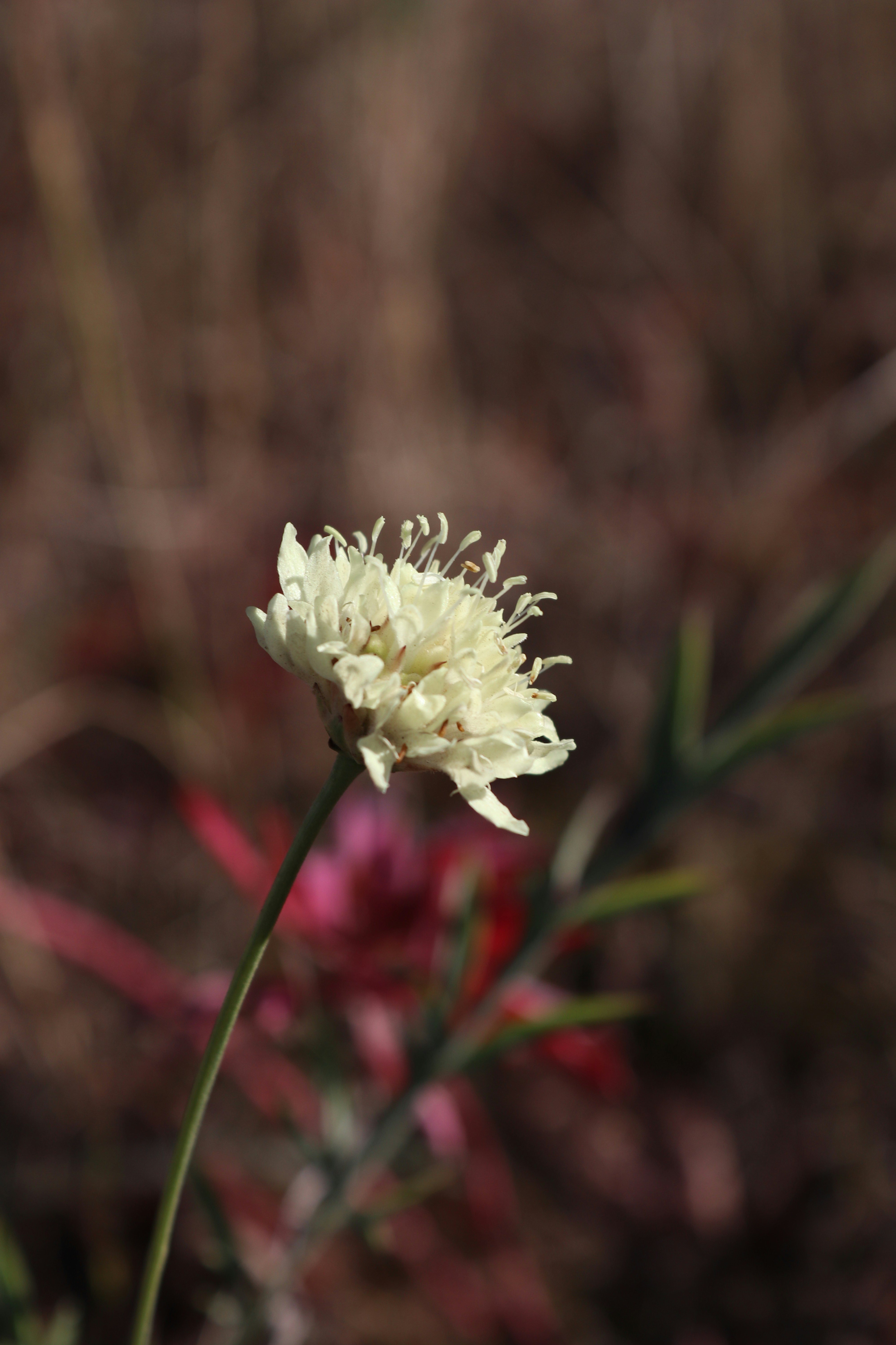 Whispers of Nature: The Delicate Blossom