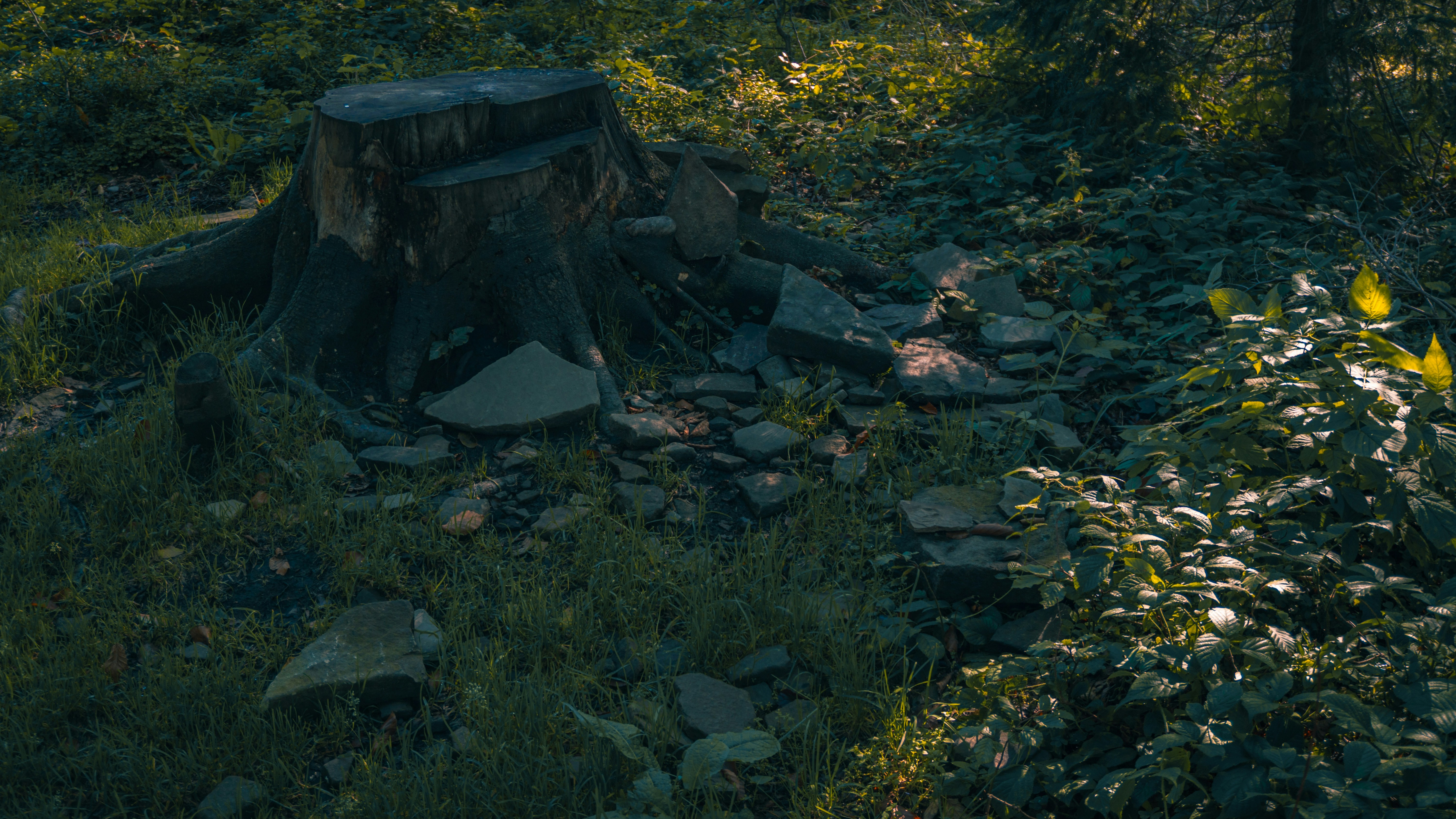 Whispers of Nature: The Remnants of a Fallen Giant
