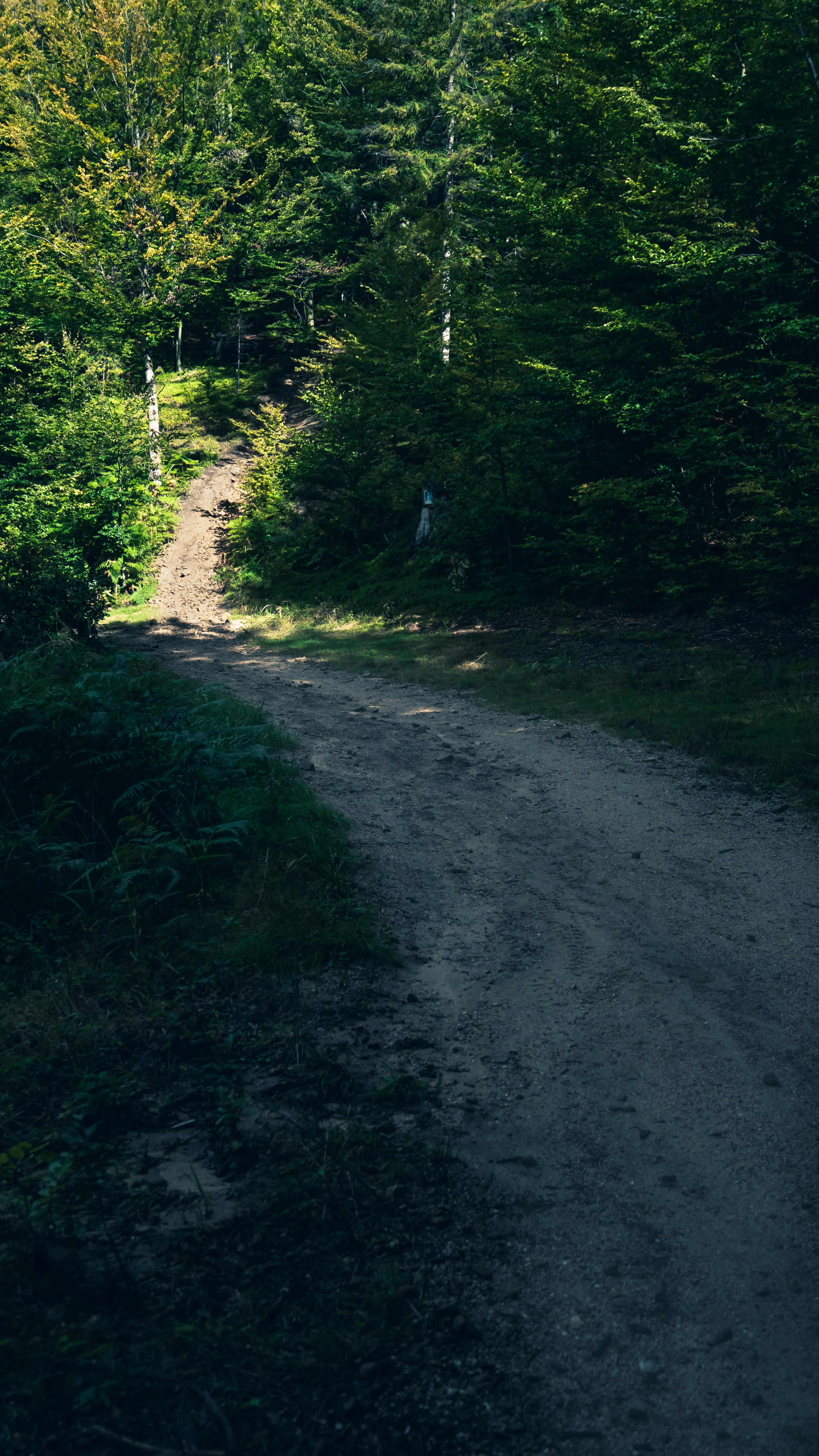 A dirt path winds through a dense green forest.