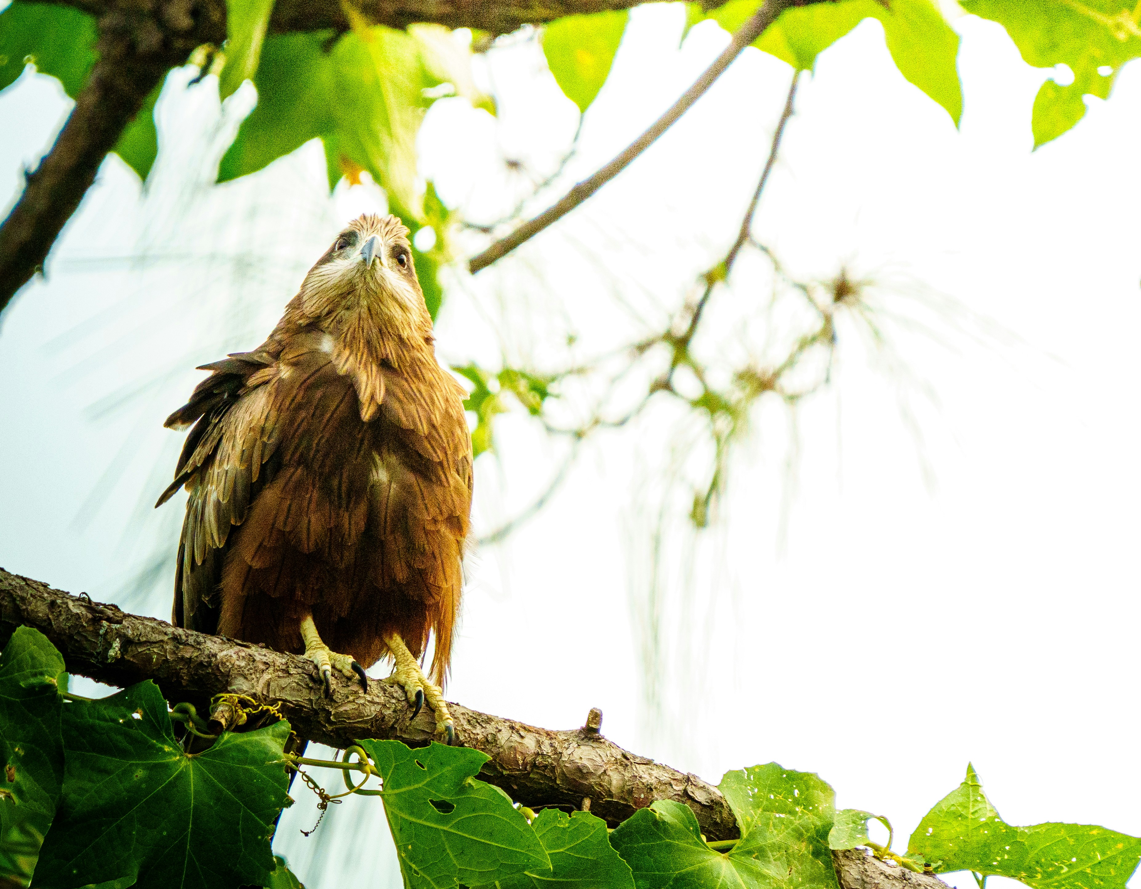 I'm not an eagle. | A brown eagle perched on a tree branch.