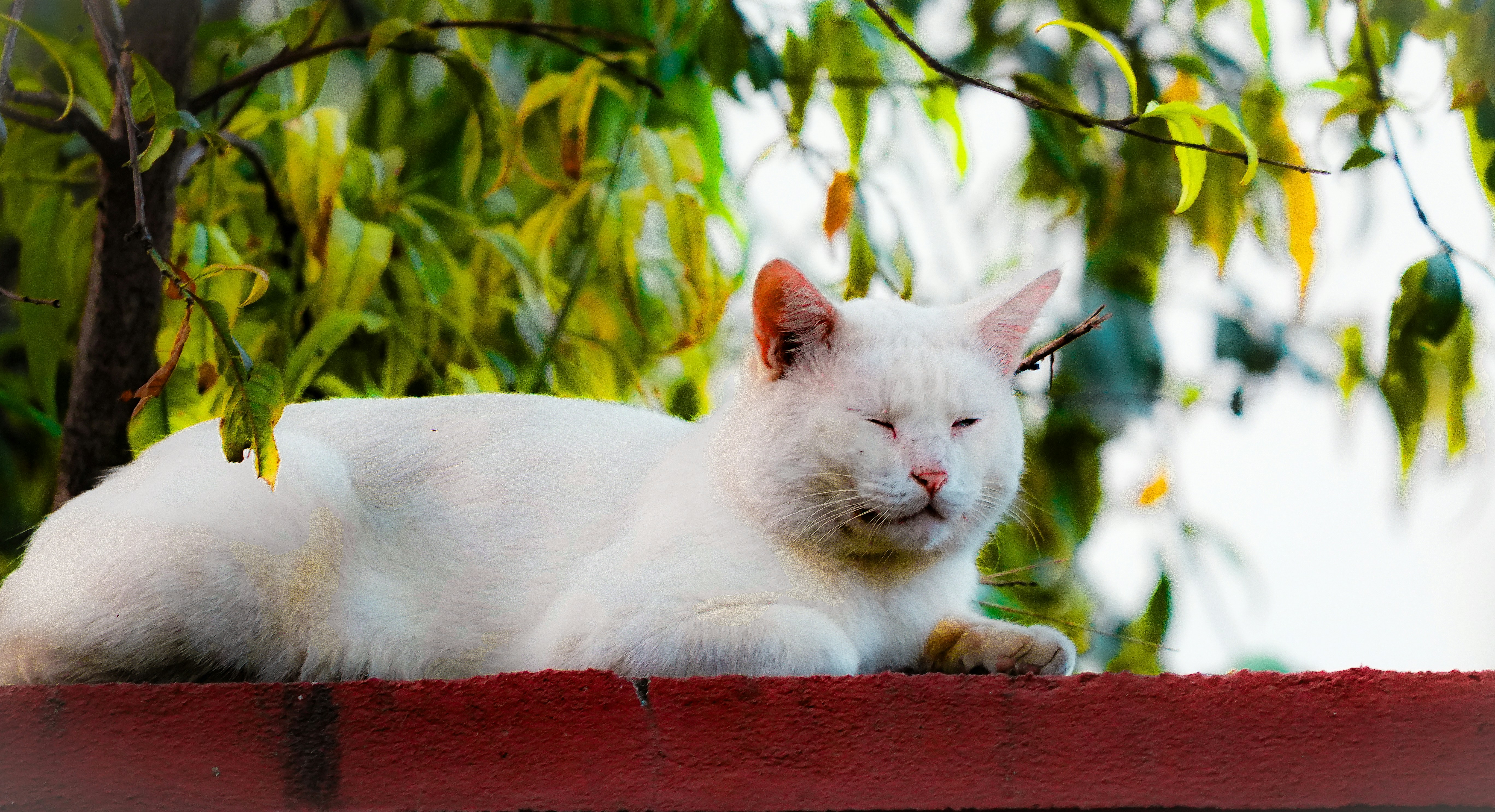 Shshh meitation mode is on. | A white cat rests on a brick wall outdoors.