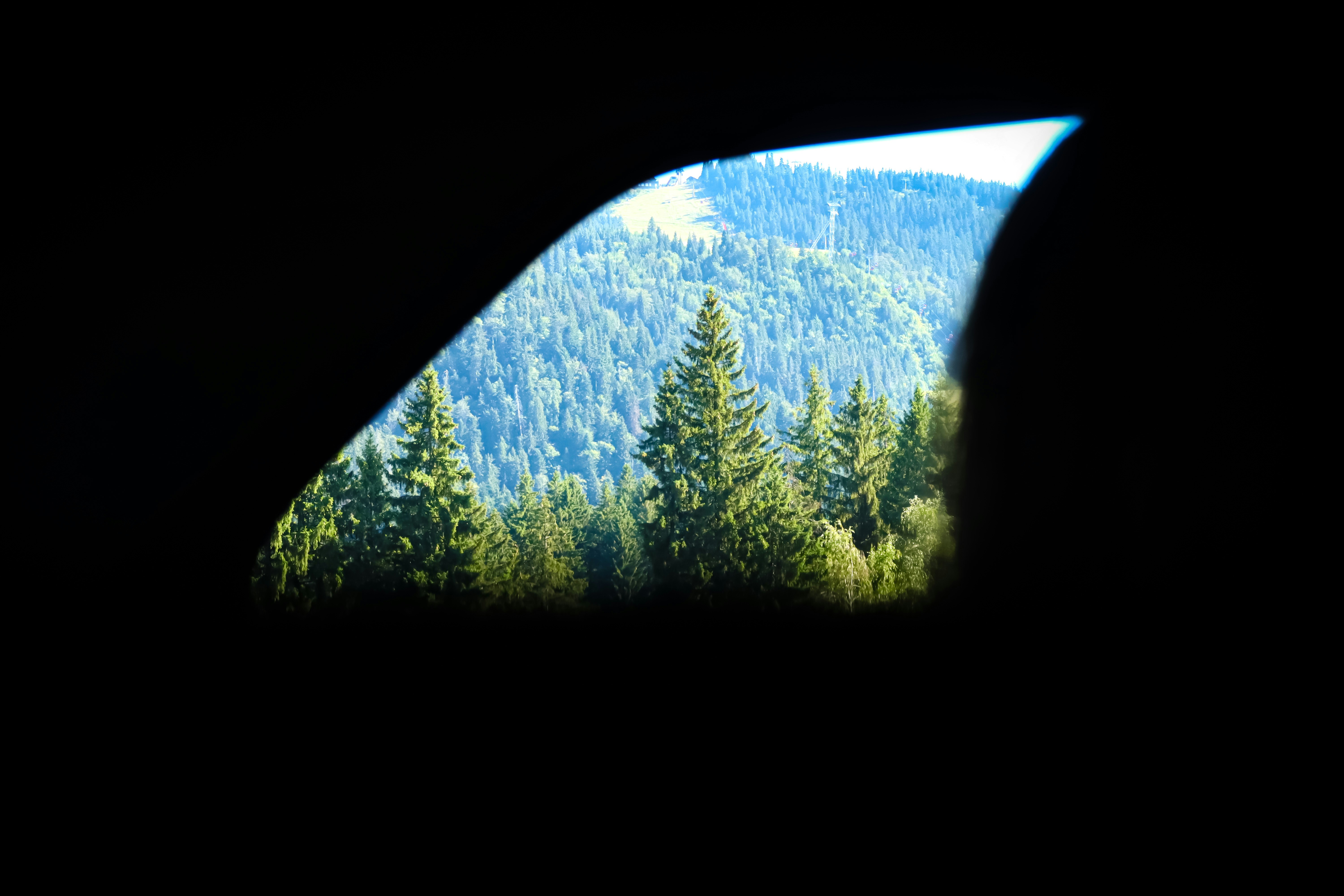 Framed Serenity: A Glimpse of Woodland Majesty