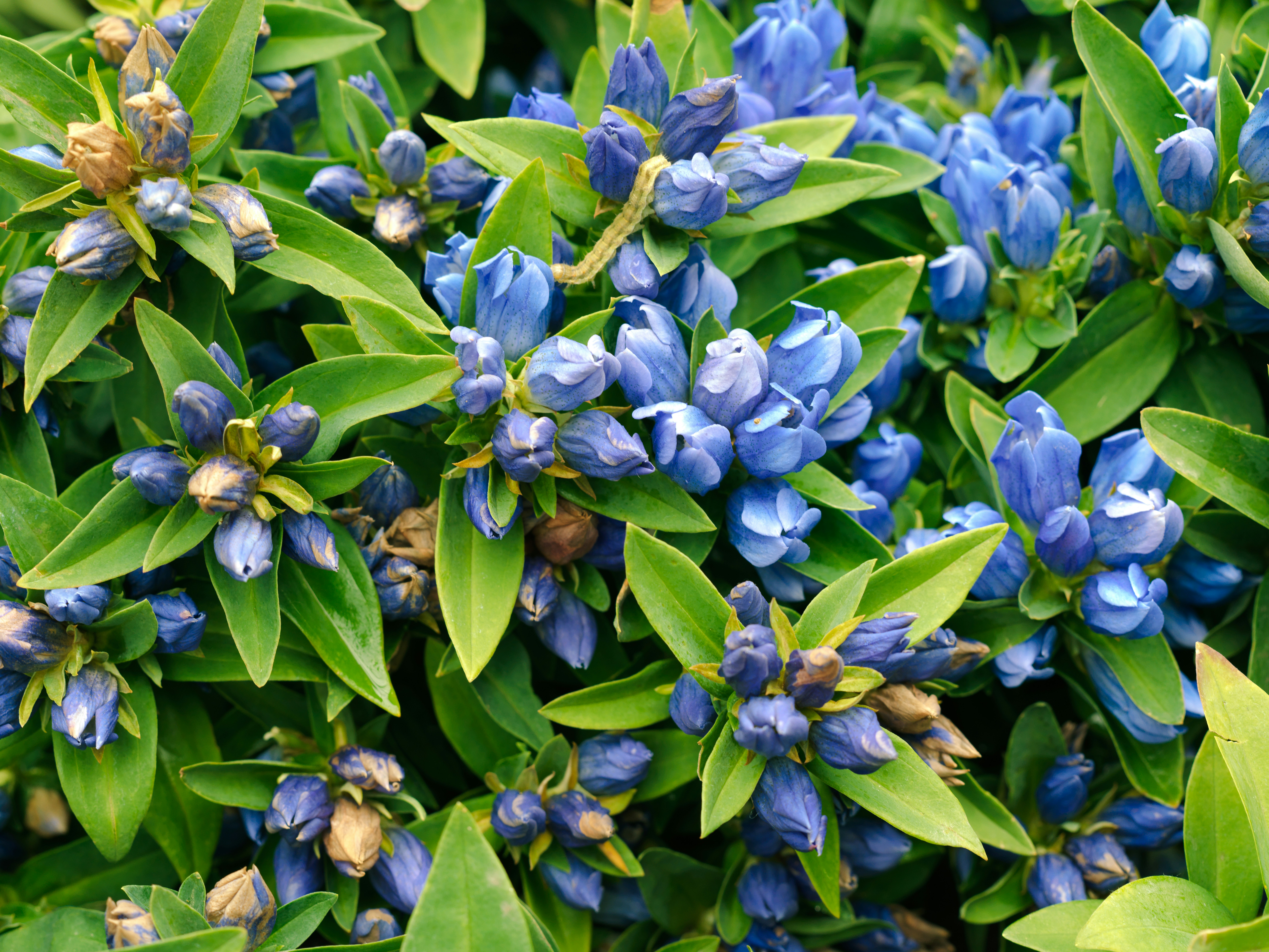 Vibrant Symphony of Blue Blossoms