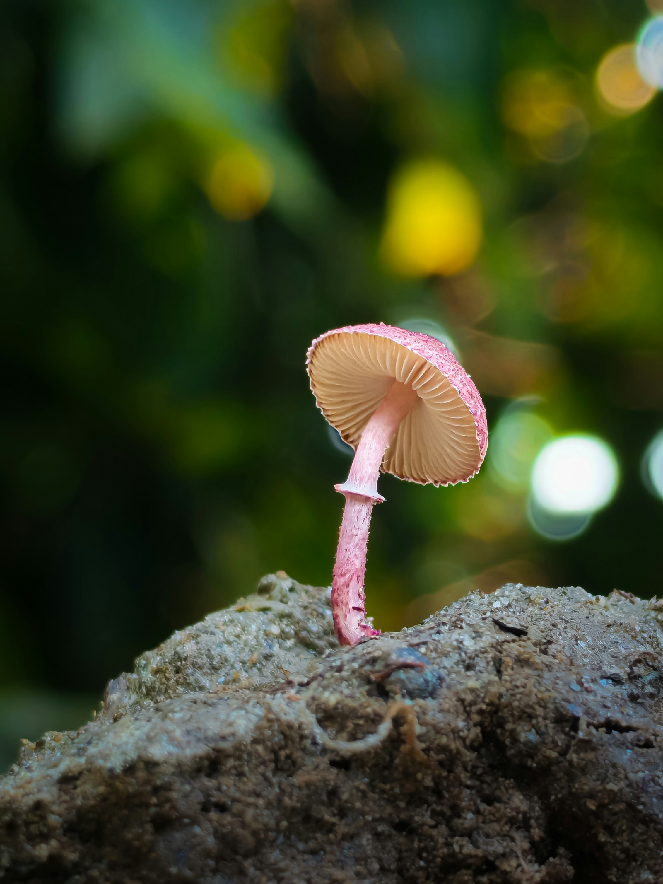 A single pink mushroom grows on a log.