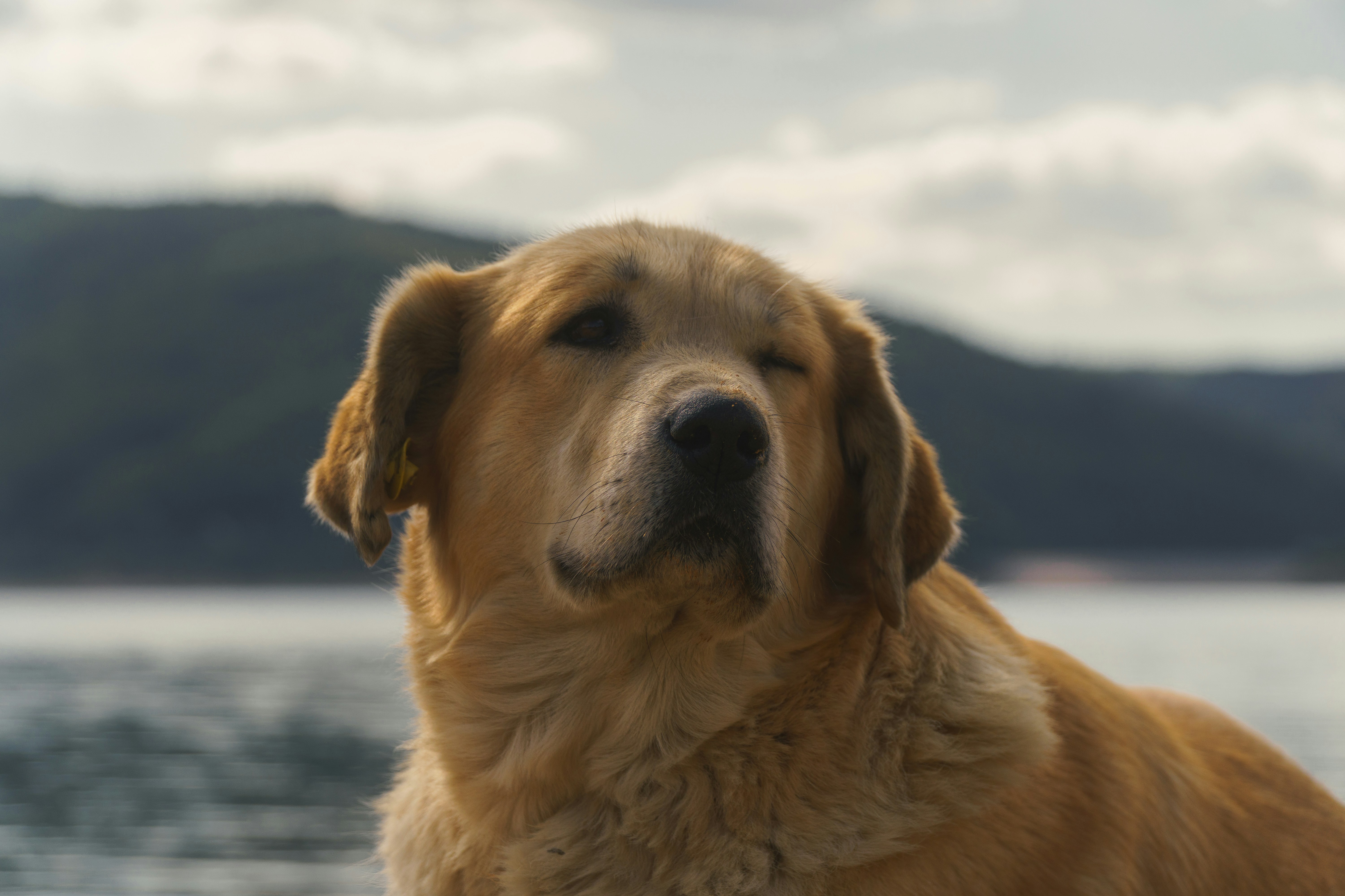 Golden Serenity: A Canine's Contemplation by the Water