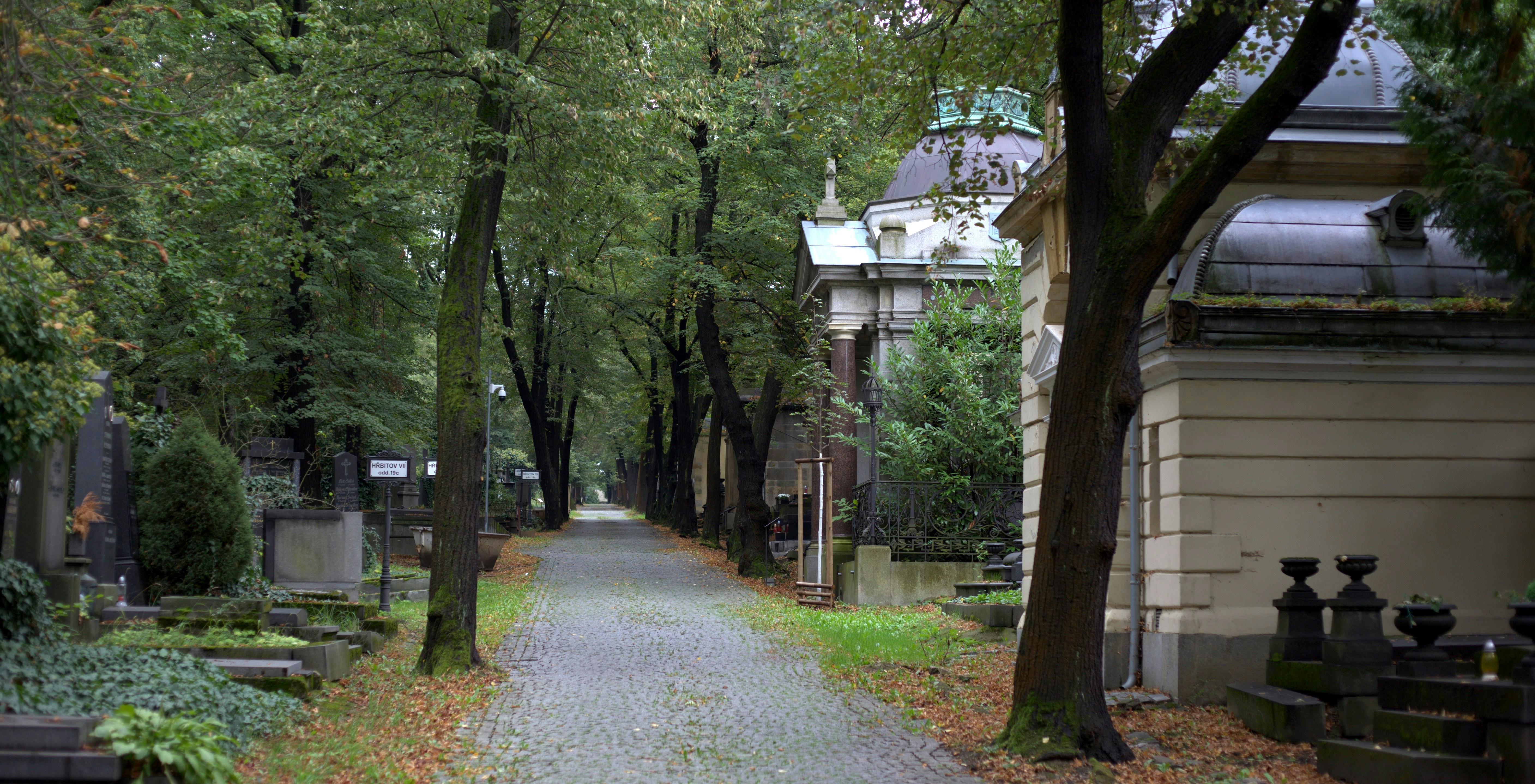 Whispers of Time: A Serene Path Through History