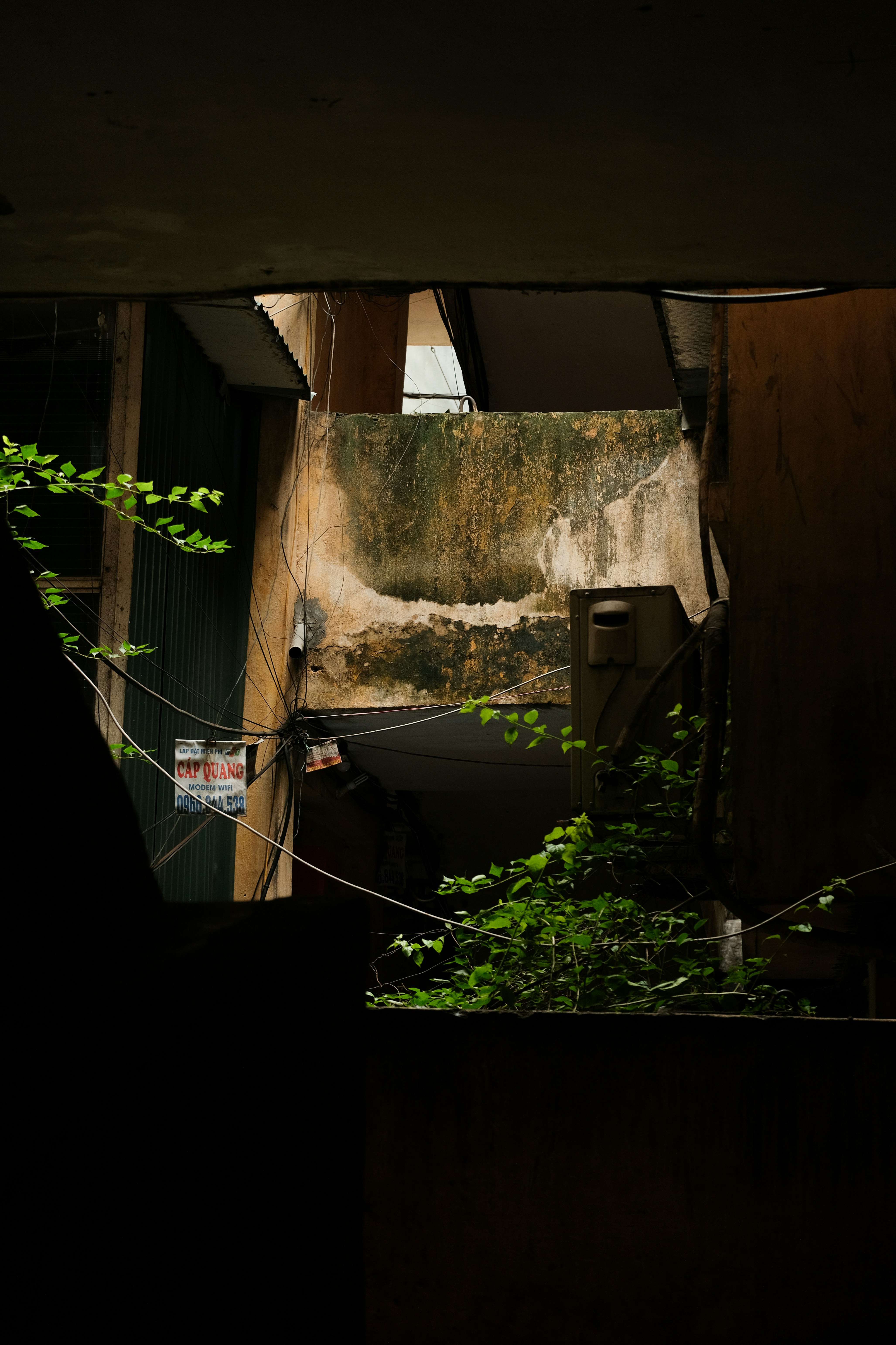 Urban Nature's Embrace