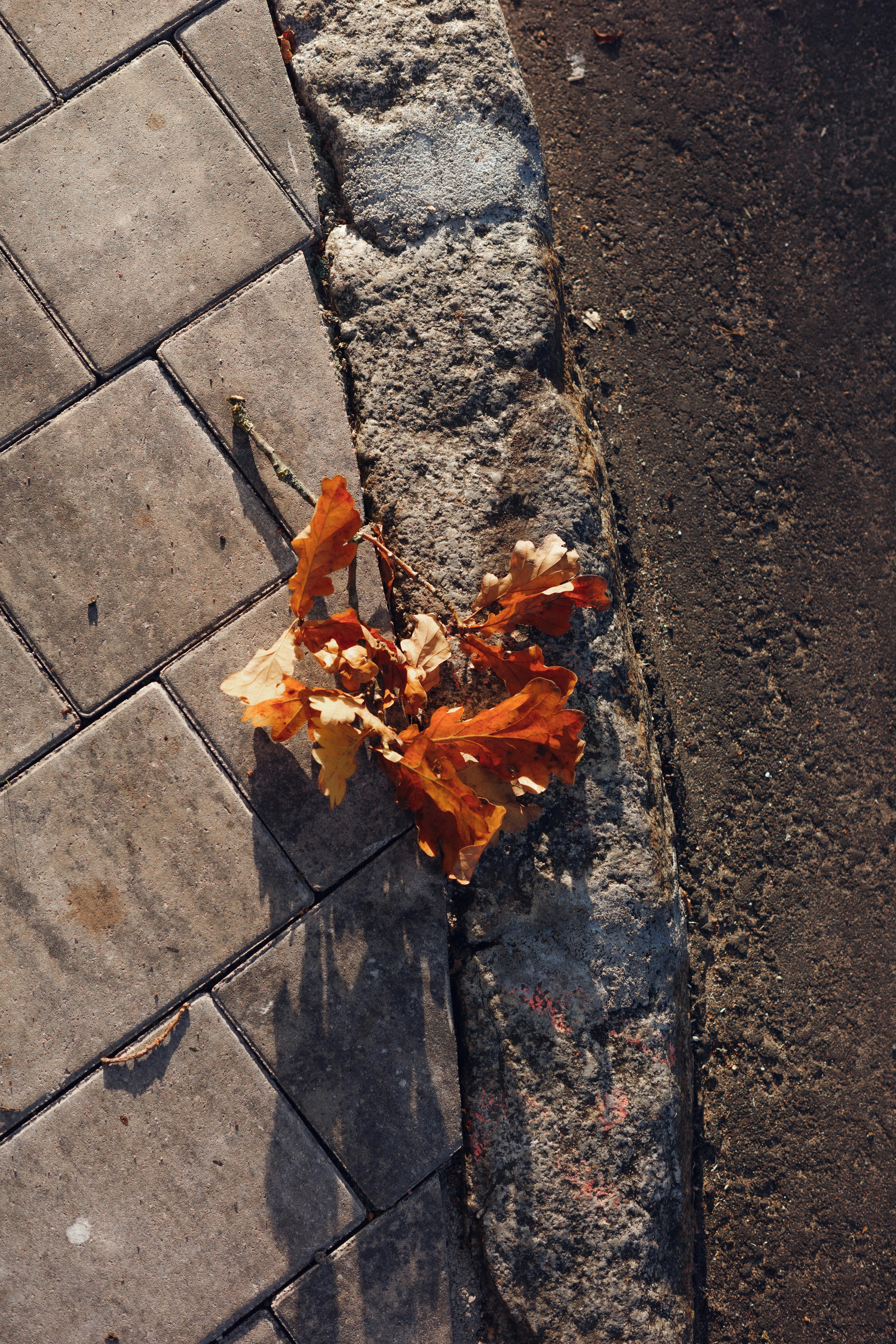 Dry autumn leaves rest on a concrete curb.