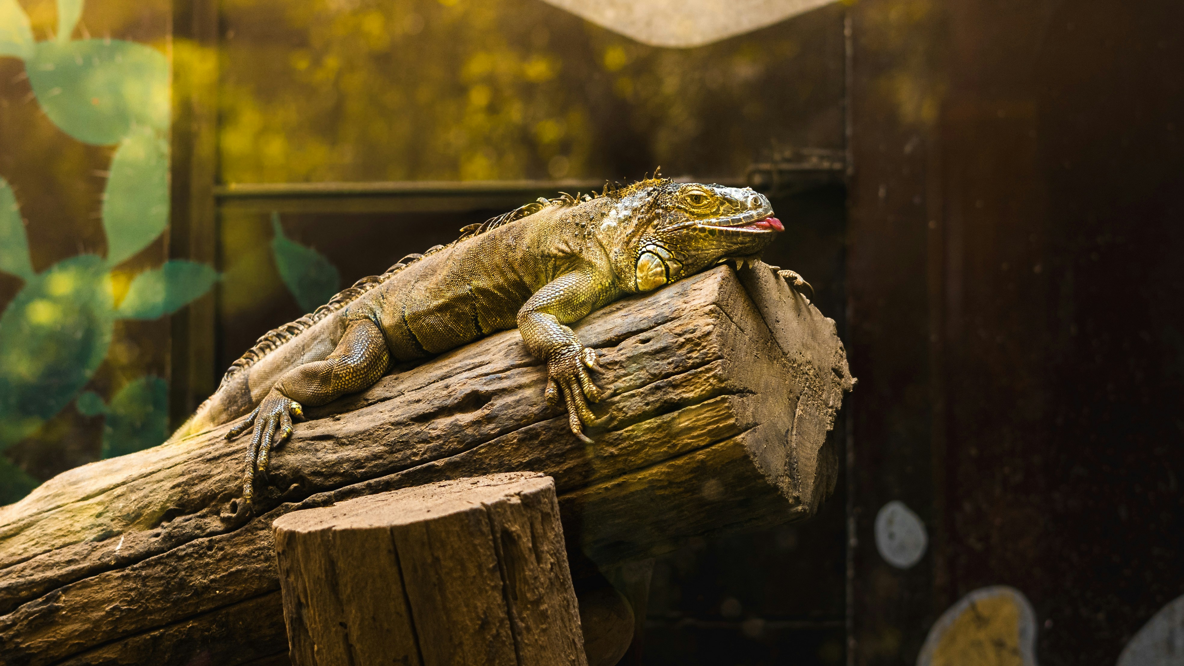 Resting in the Sun: A Moment of Calm