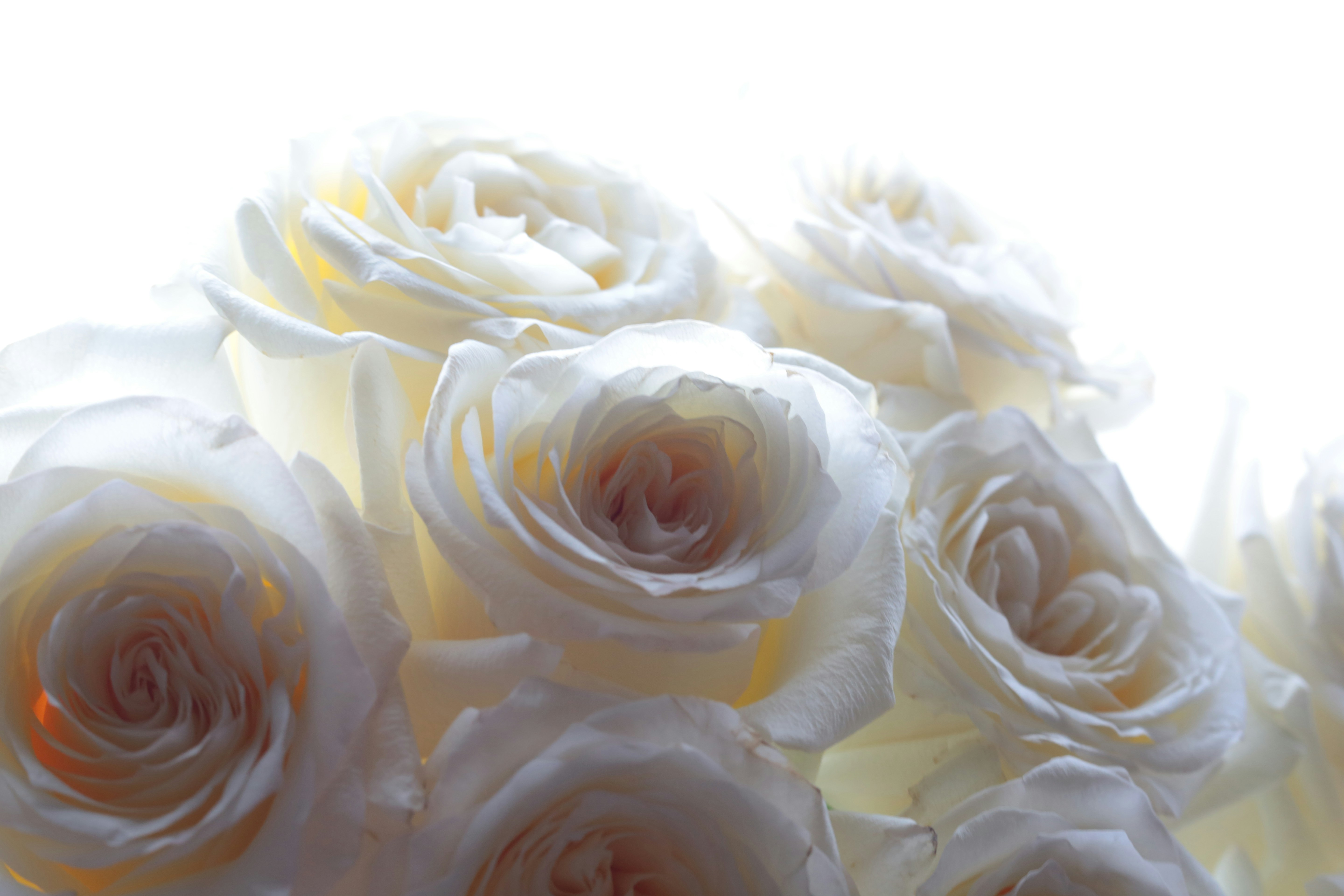 Close-up of a bouquet of white roses