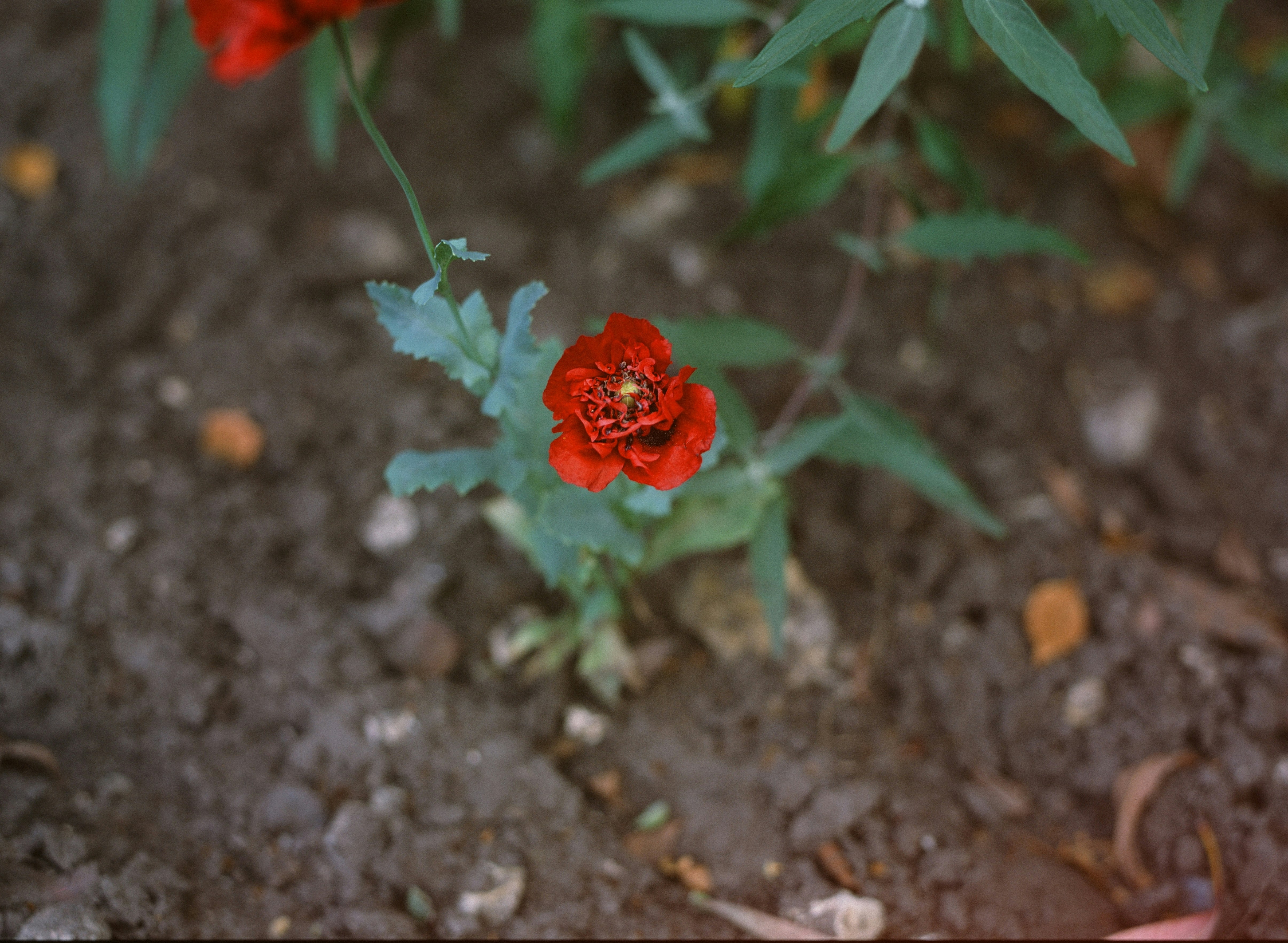Sample photo from Bronica ETR-Si
