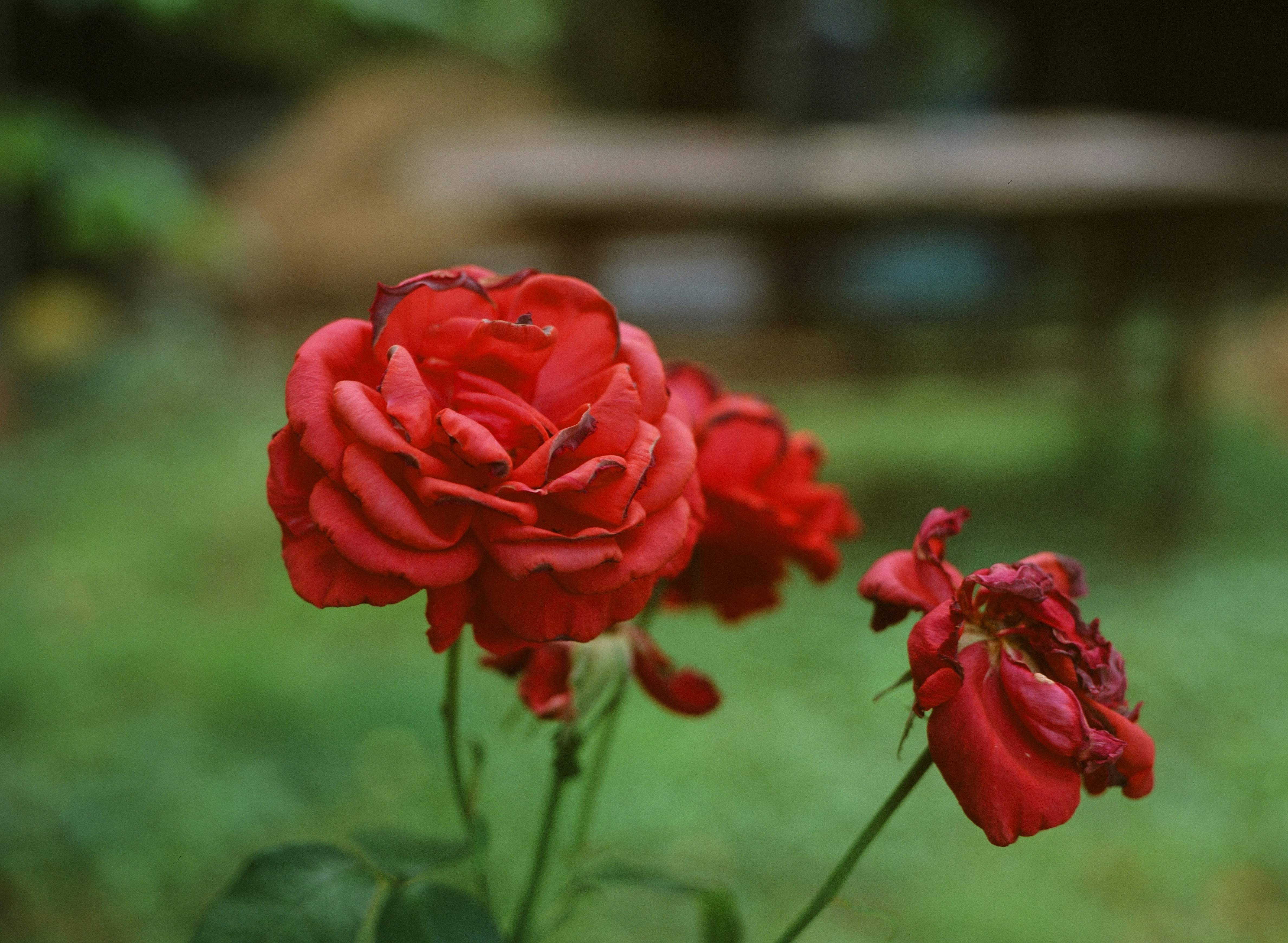 Two red roses bloom in a garden.