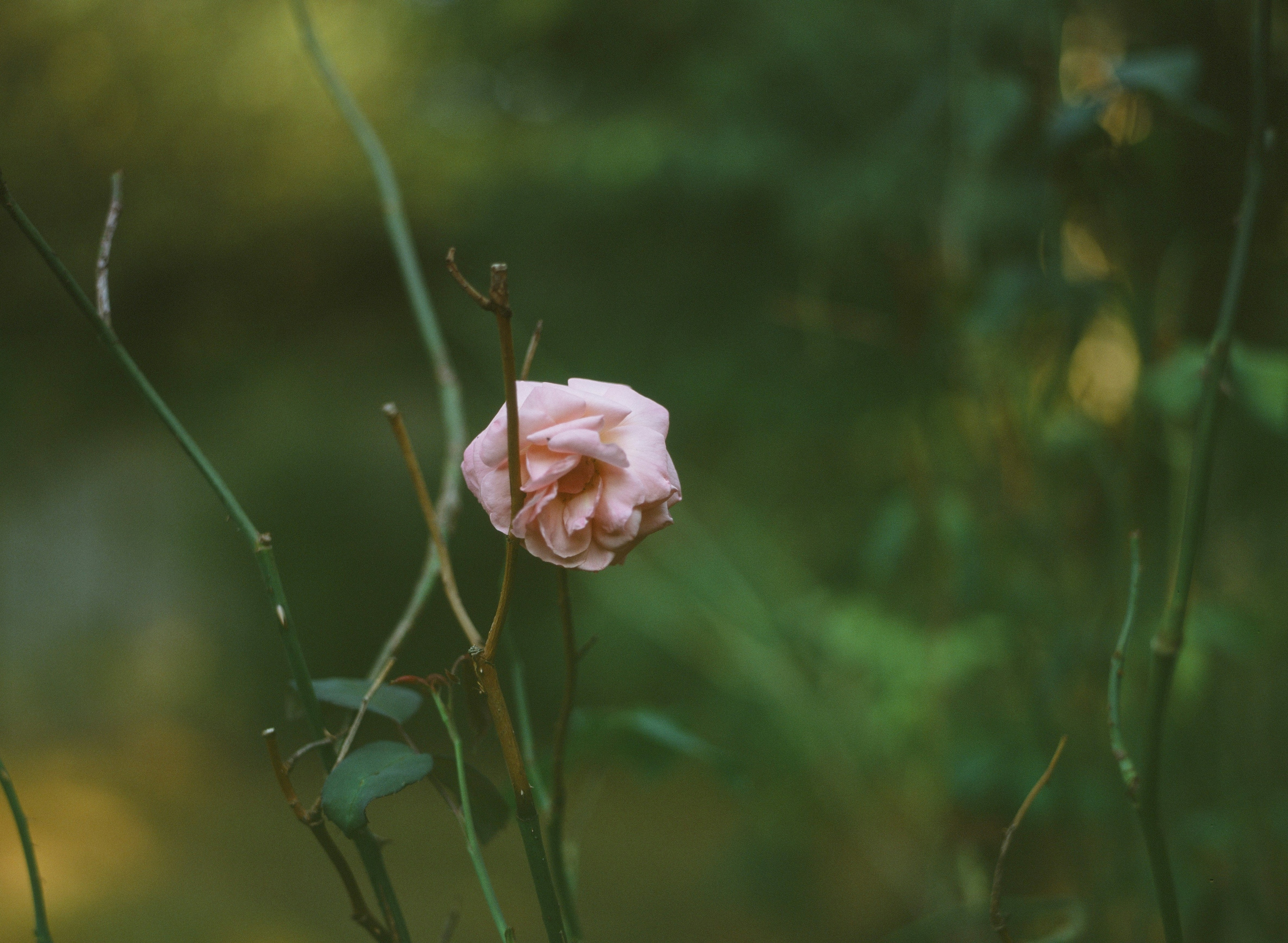 A soft pink rose blooms amidst slender branches and lush greenery, embodying nature's elegance. The gentle focus highlights the flower's intricate petals.