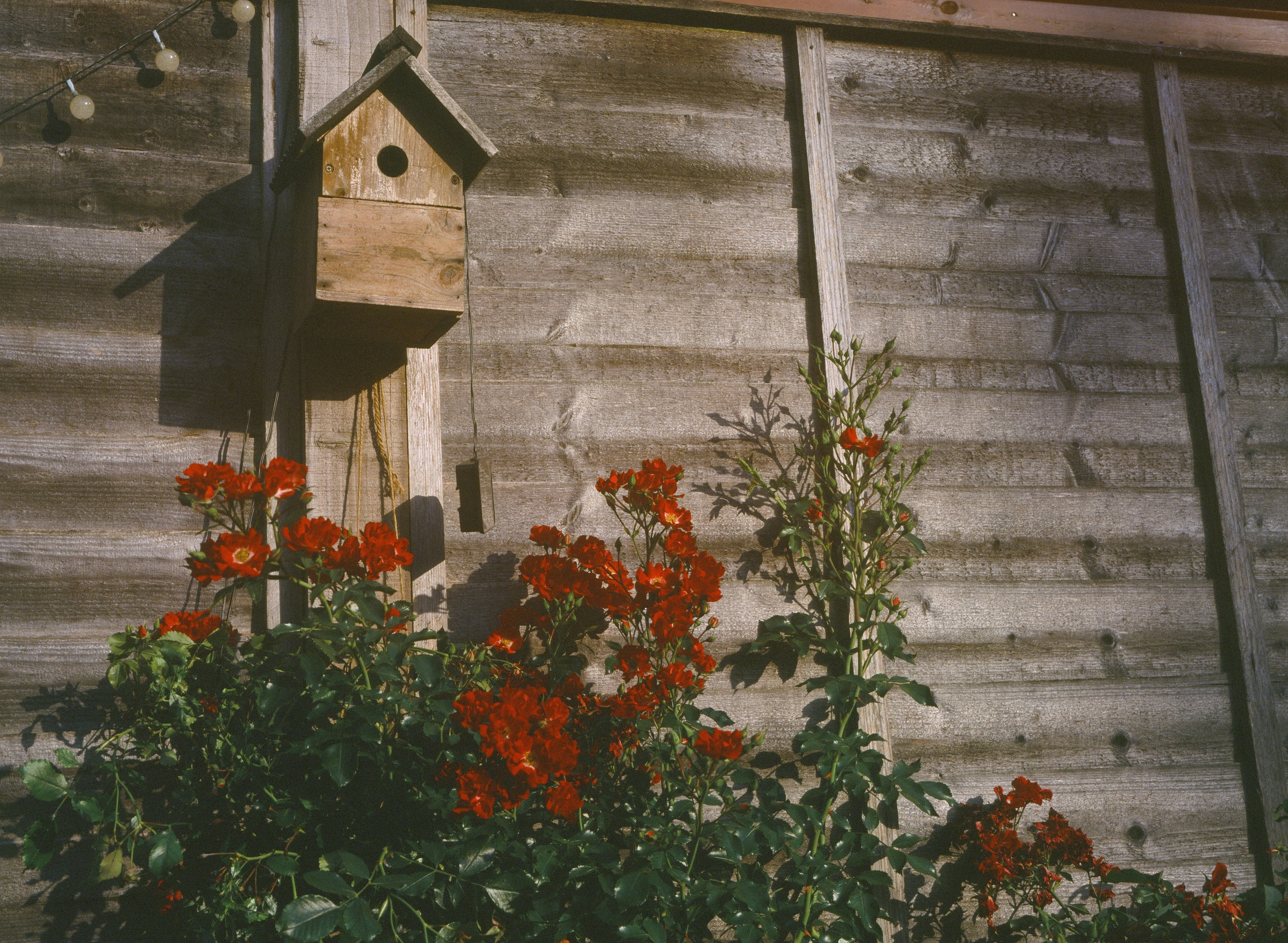 Wooden birdhouse with red roses by fence