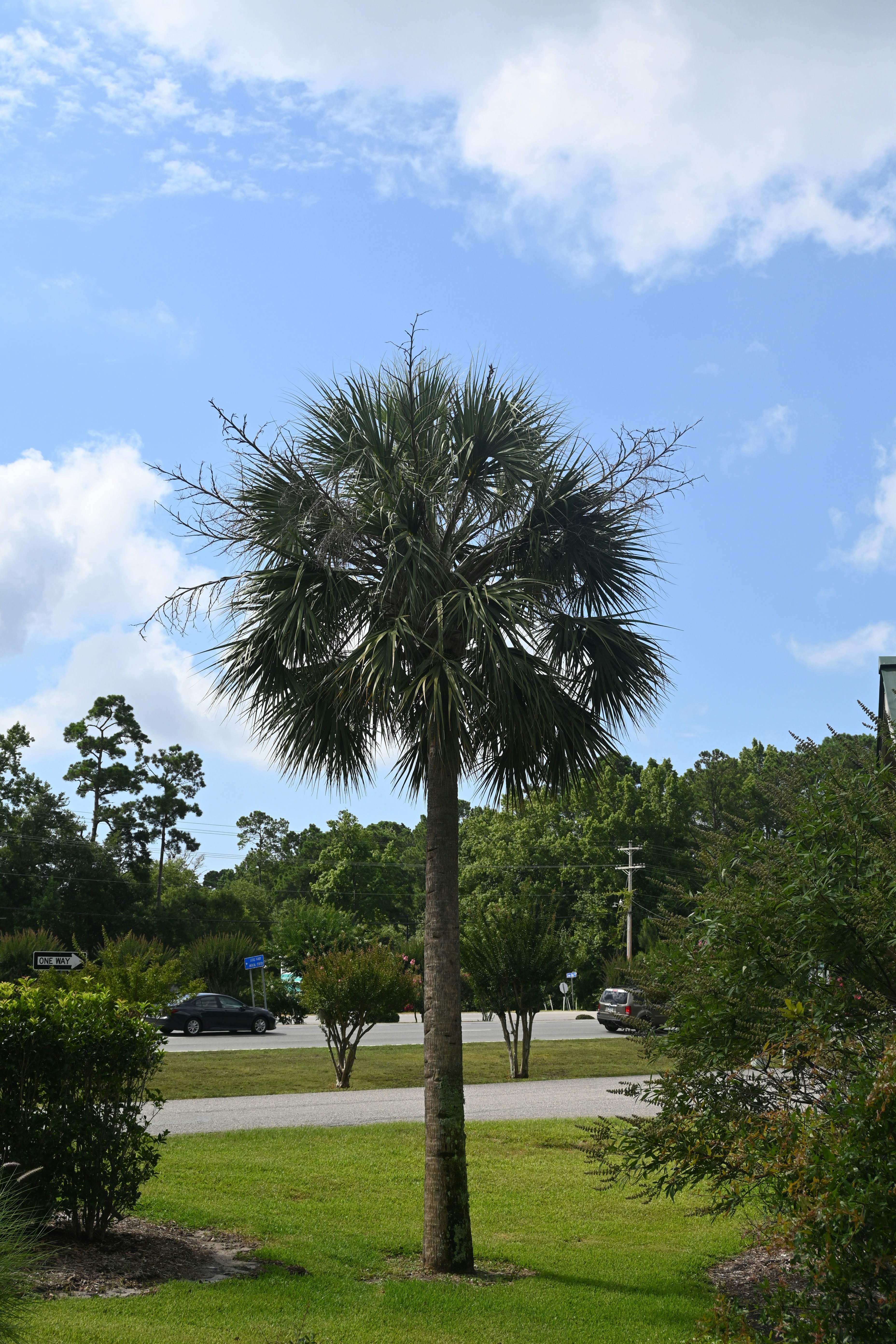 The Resilient Palmetto: A Southern Icon