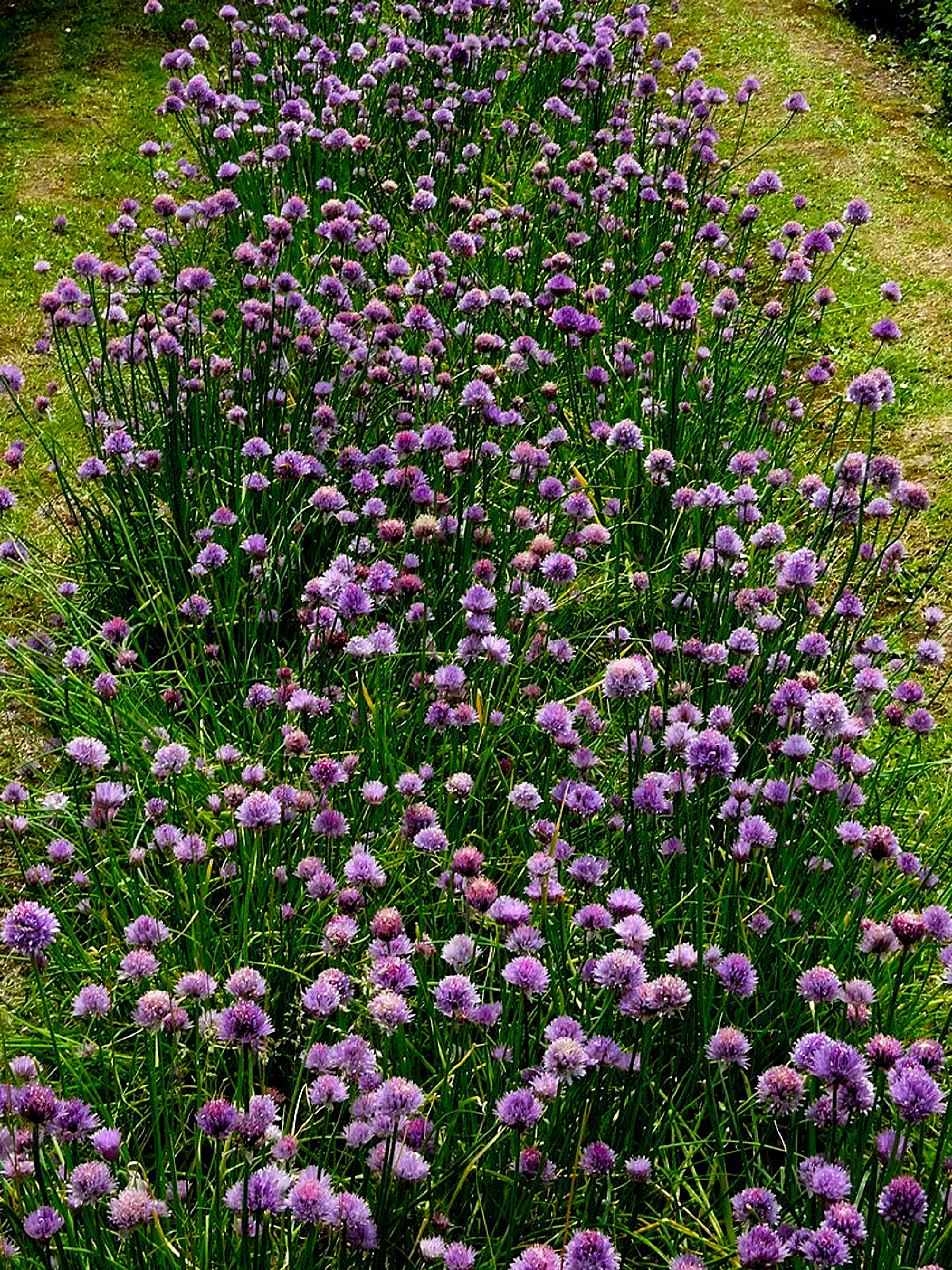 A Symphony of Chive Blooms