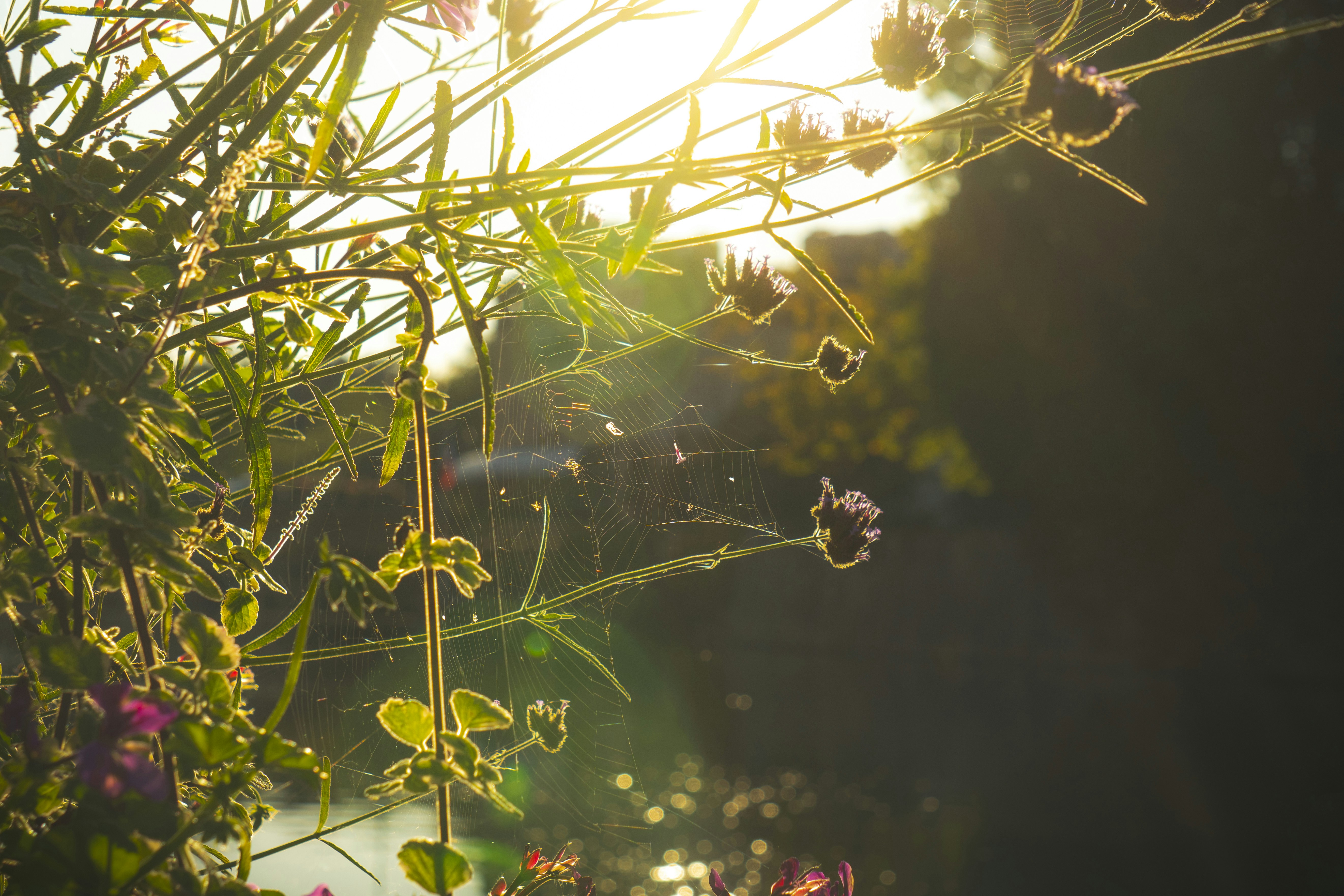 Coucher de soleil, (France) | Sunlight shines through a spiderweb on plants.