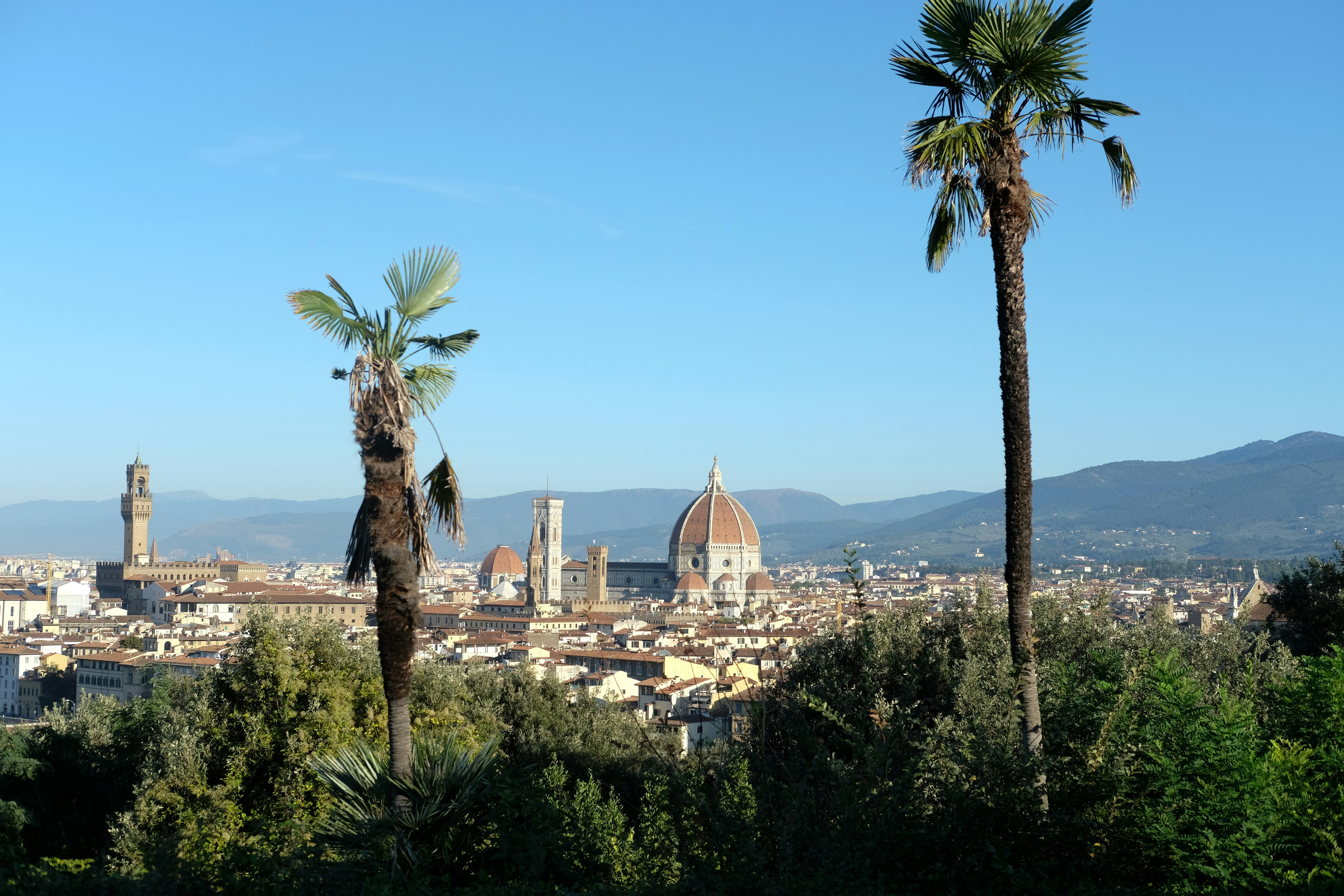 Dome on the Terrace: Florence's Duomo Beyond Palm Fronds
