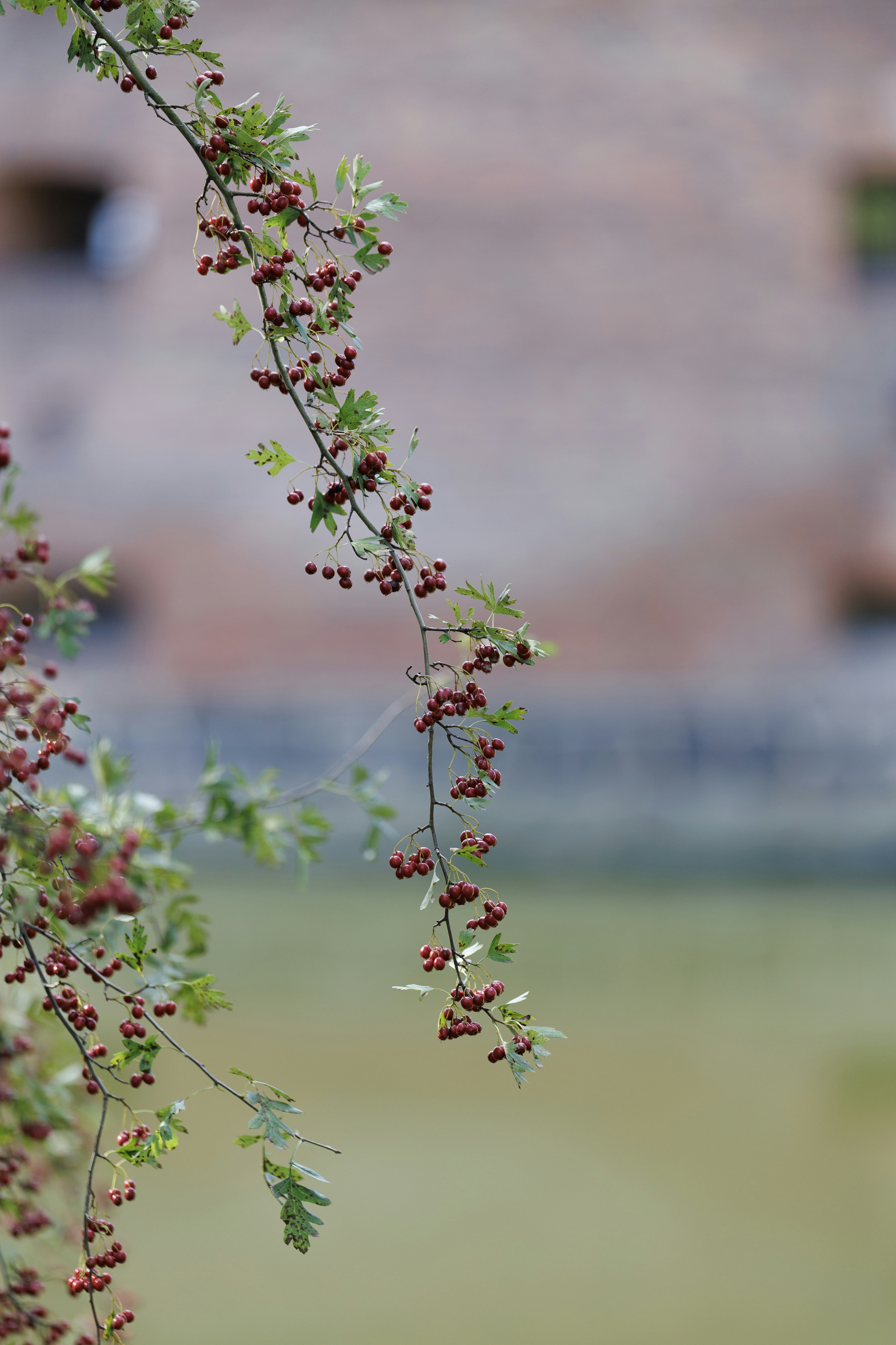 Nature's Delicate Adornments