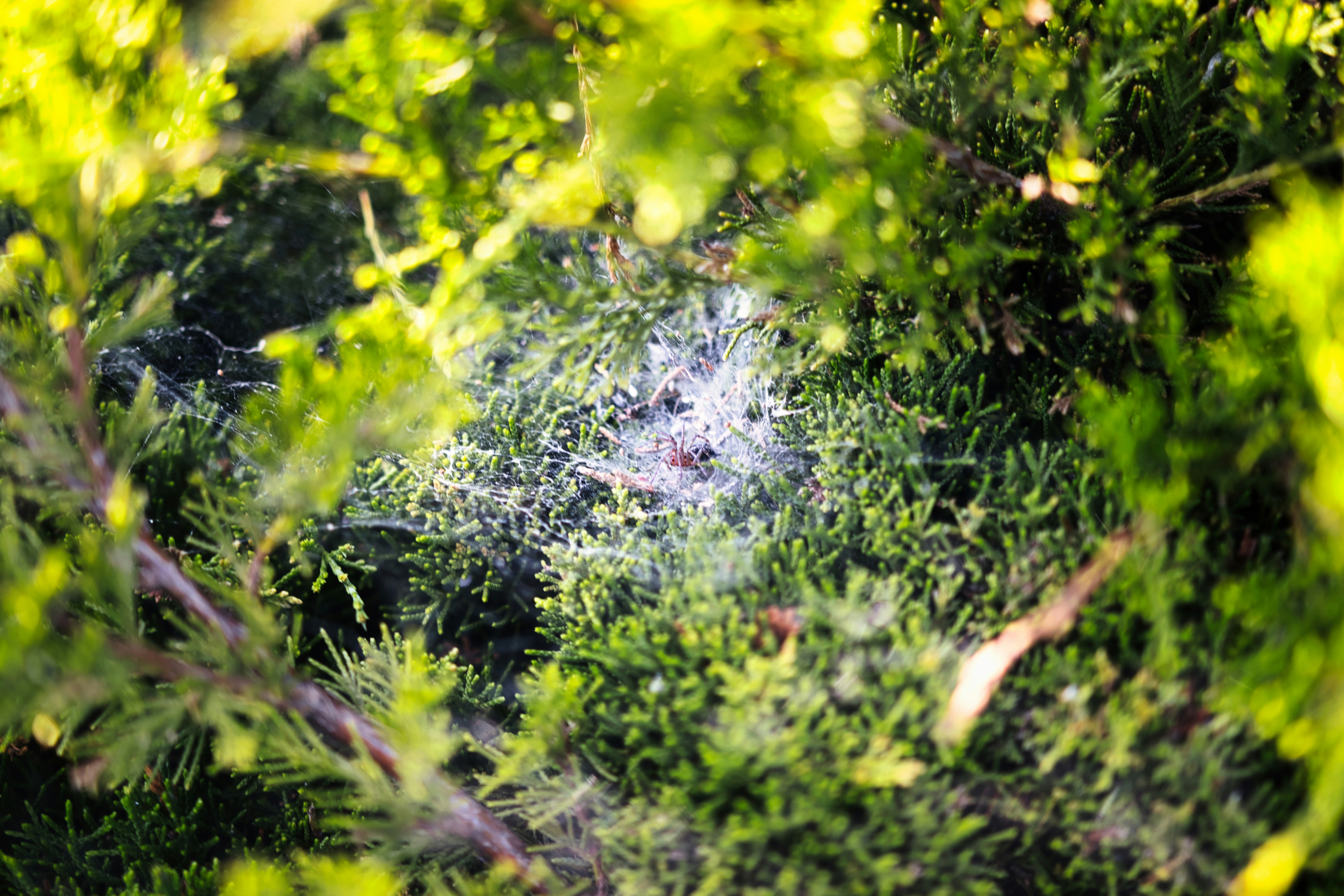 Nature's Hidden Web: A Tapestry of Life