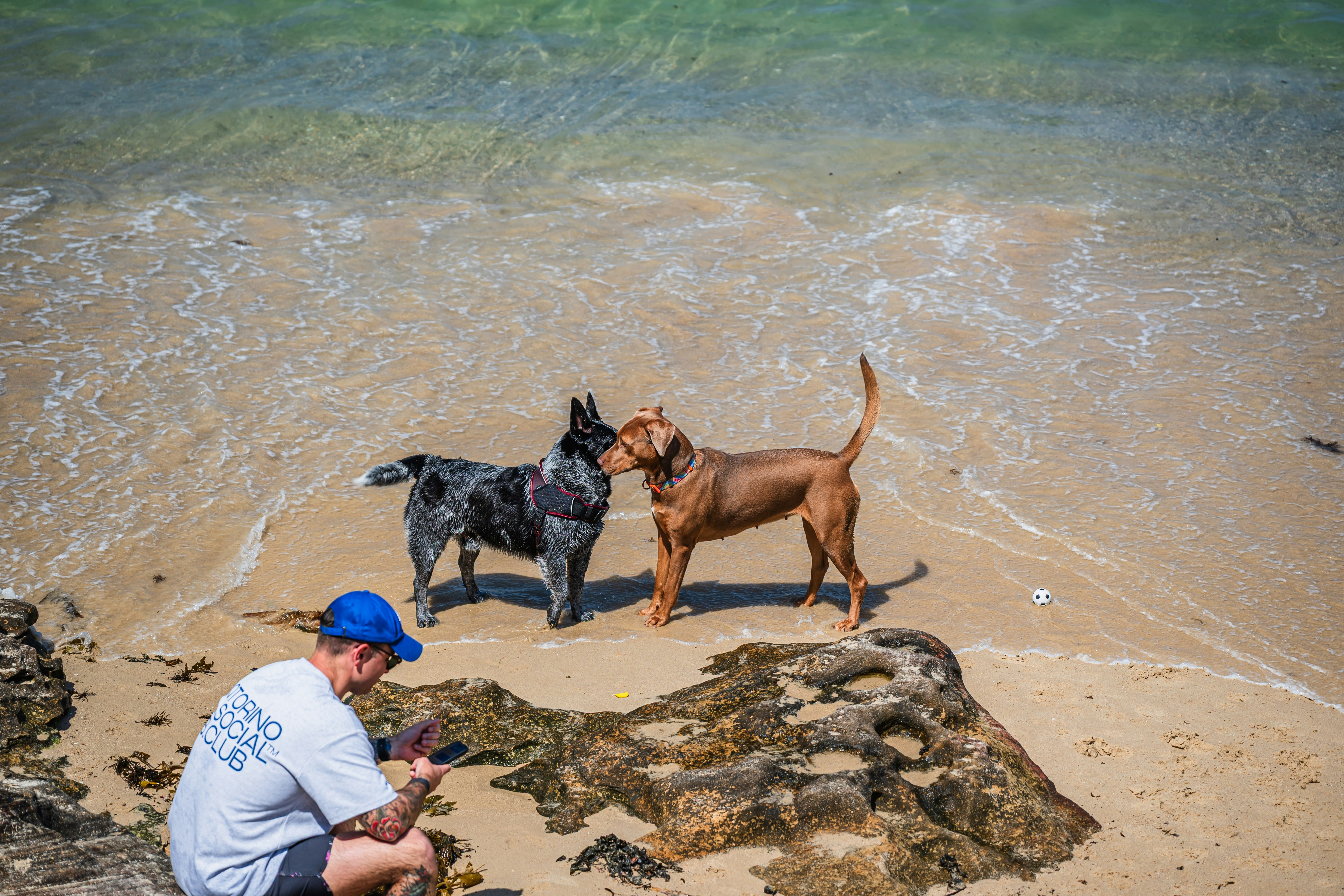 A Playful Encounter by the Shore